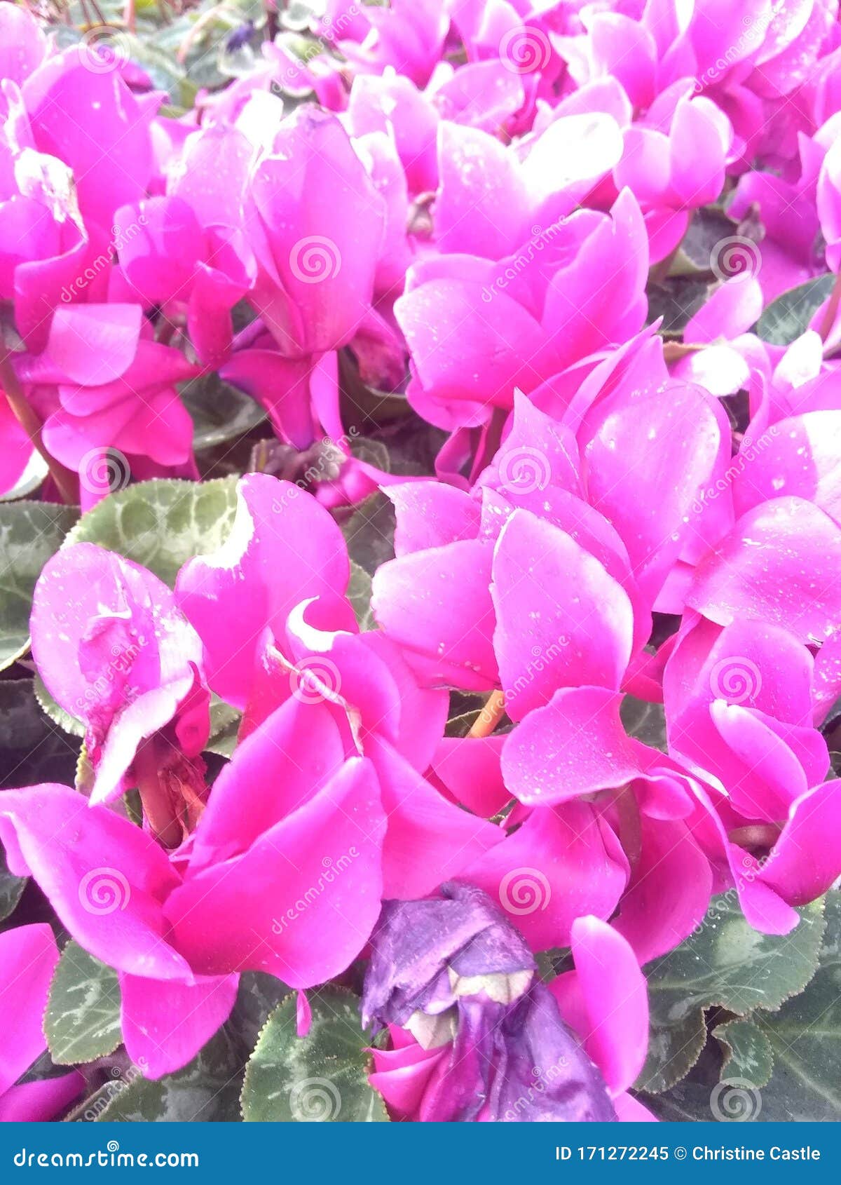Pink Flowers in a Row Spring T Stock Image - Image of spring, flowers ...