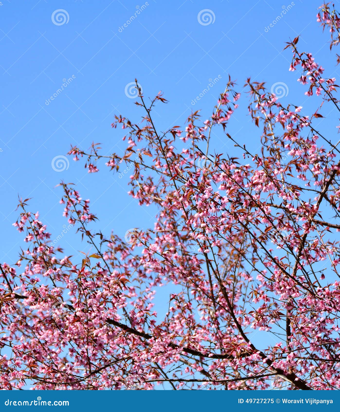 Pink Flowers Sakura garden stock image. Image of plant - 49727275