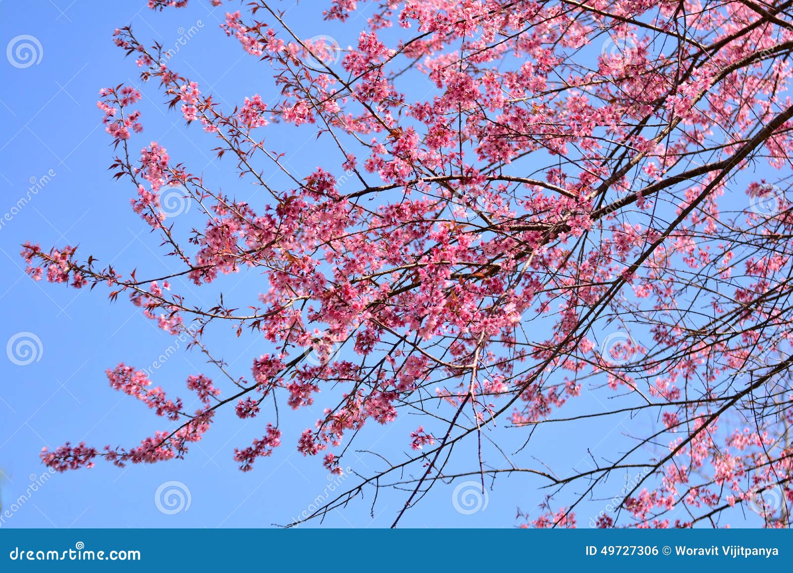 Pink Flowers Sakura garden stock photo. Image of reflection - 49727306