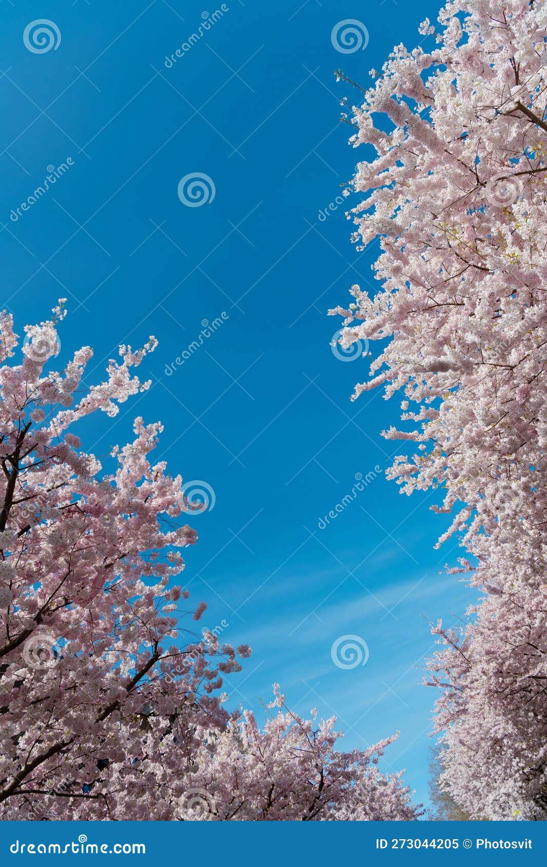 Pink Flowers of Sakura Tree in Spring Day Stock Image - Image of ...