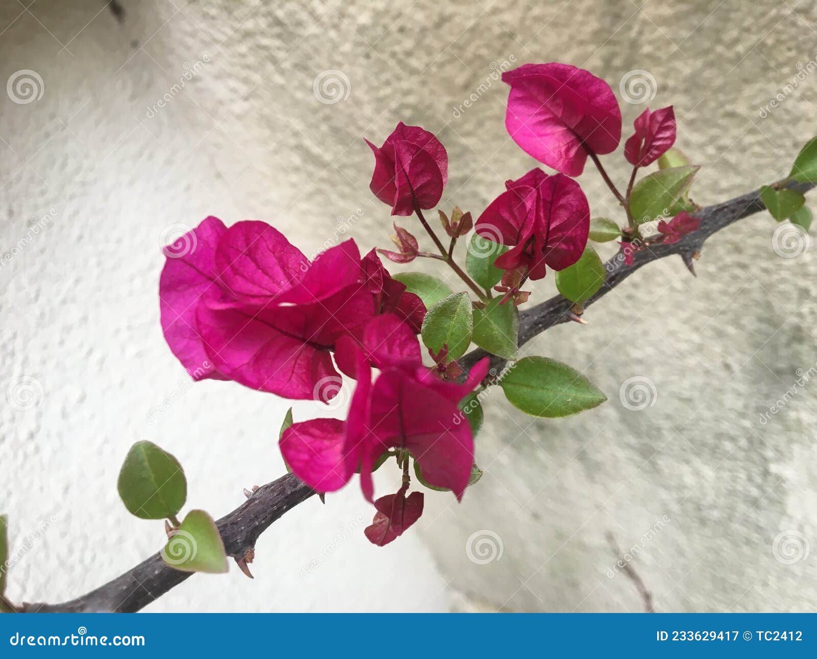 Pink Flowers of a Santa Rita Stock Image - Image of bougainville, flora ...