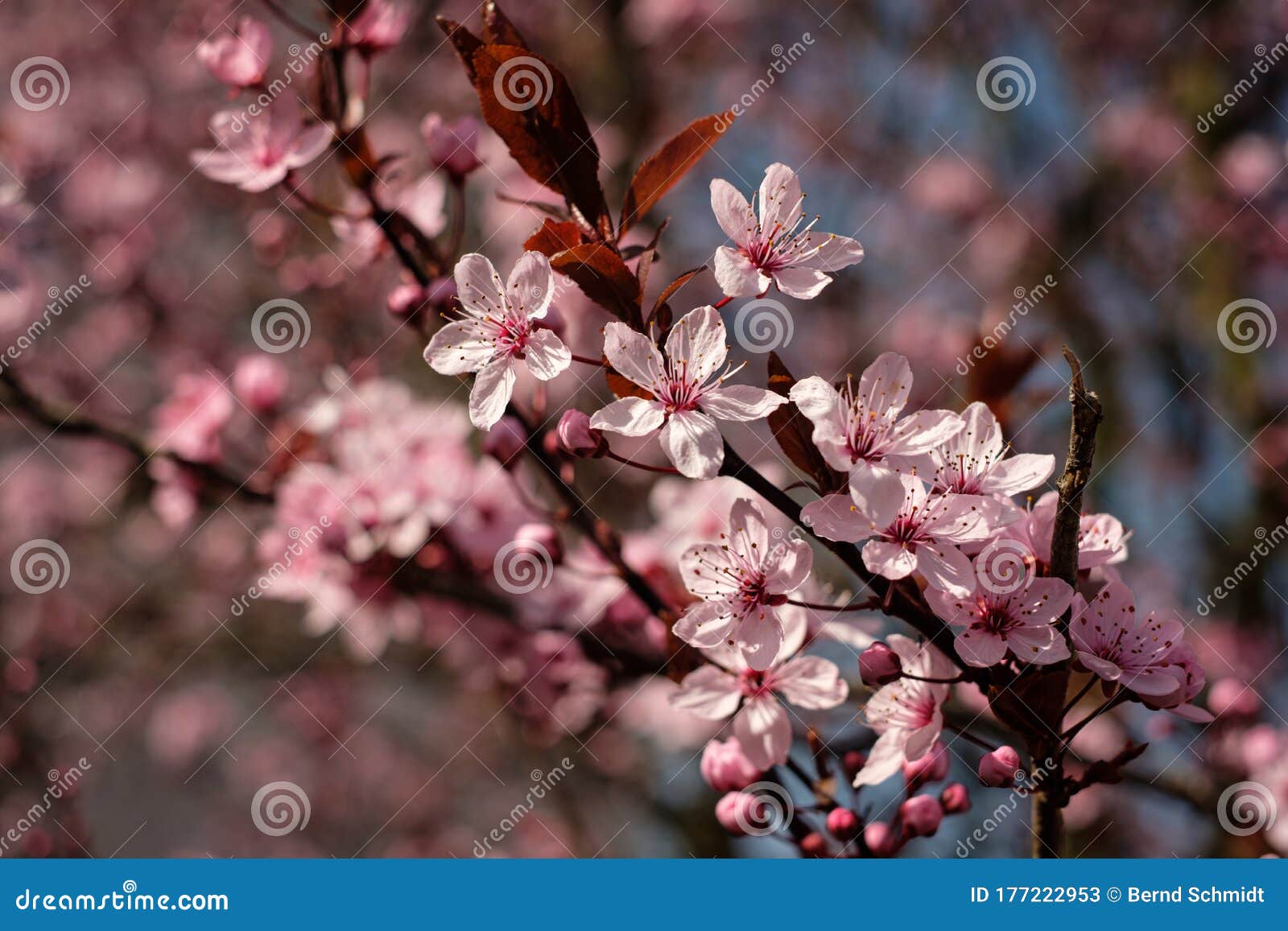 Pink Flowers at a Shrub in Springtime Stock Image - Image of petals ...