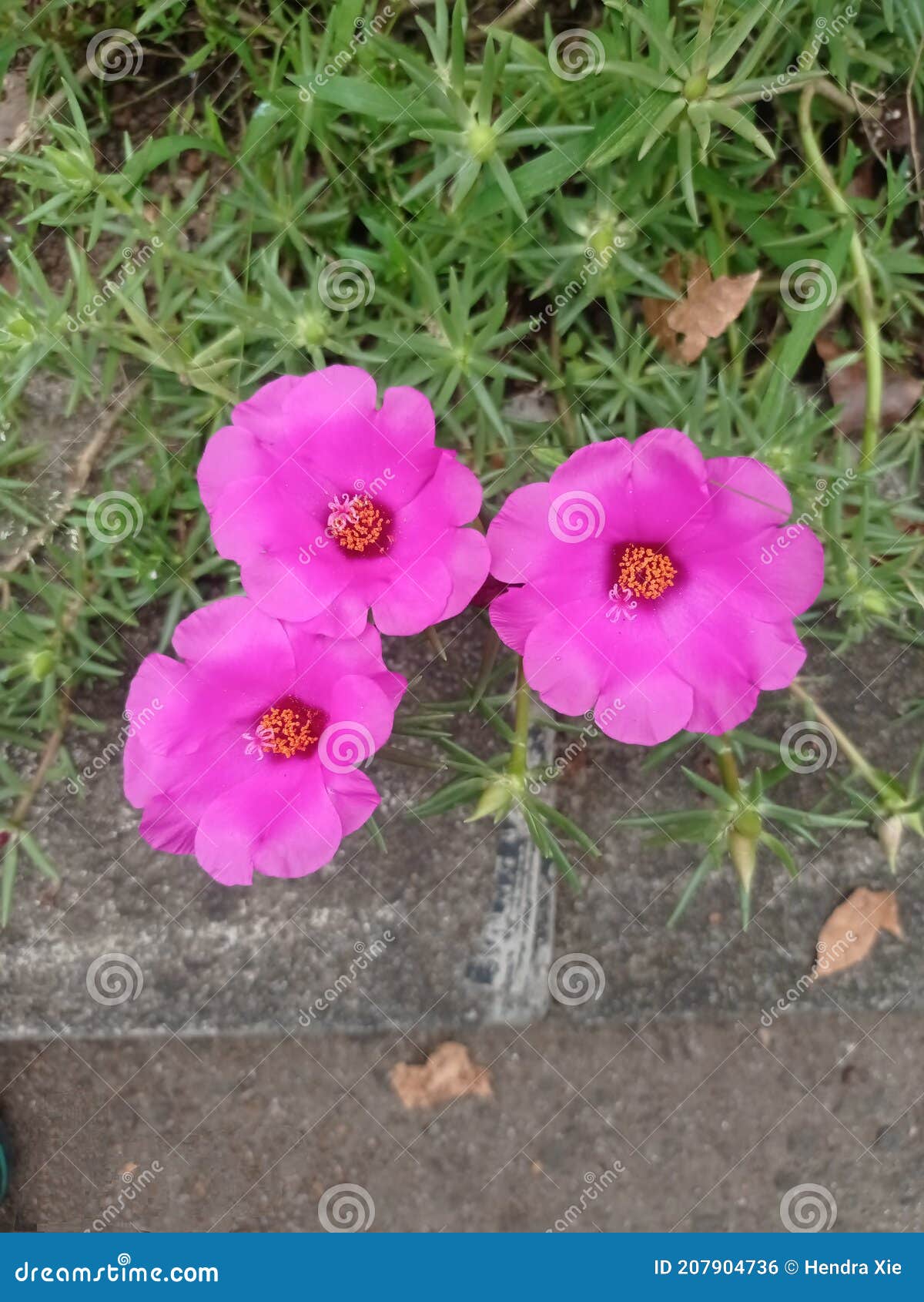 Pink Flowers in the Side of Road Stock Photo - Image of flowers, flower ...