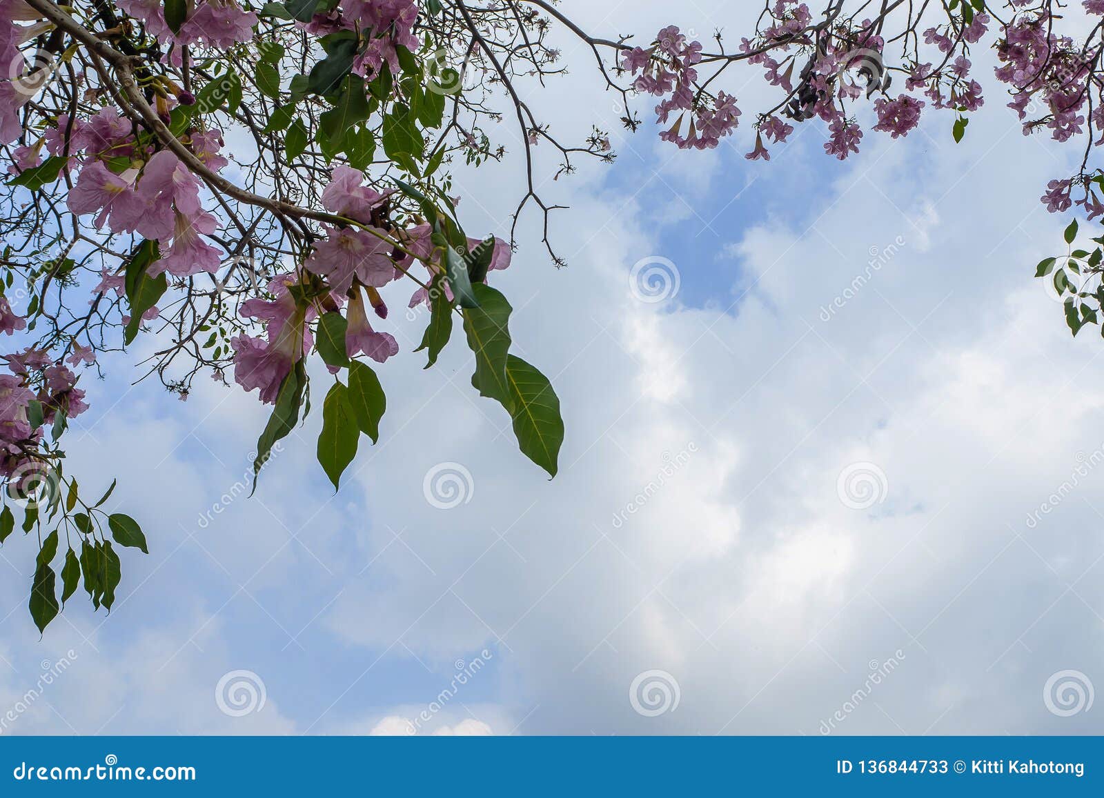 Pink flowers and sky stock image. Image of blooming - 136844733