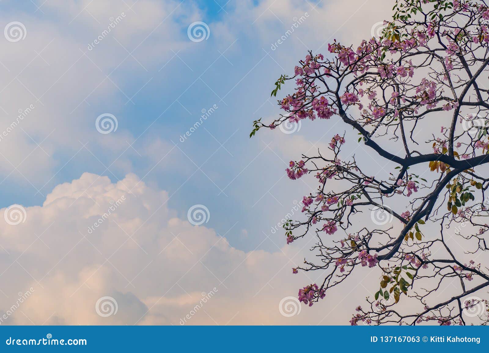 Pink flowers and sky stock image. Image of beauty, floral - 137167063