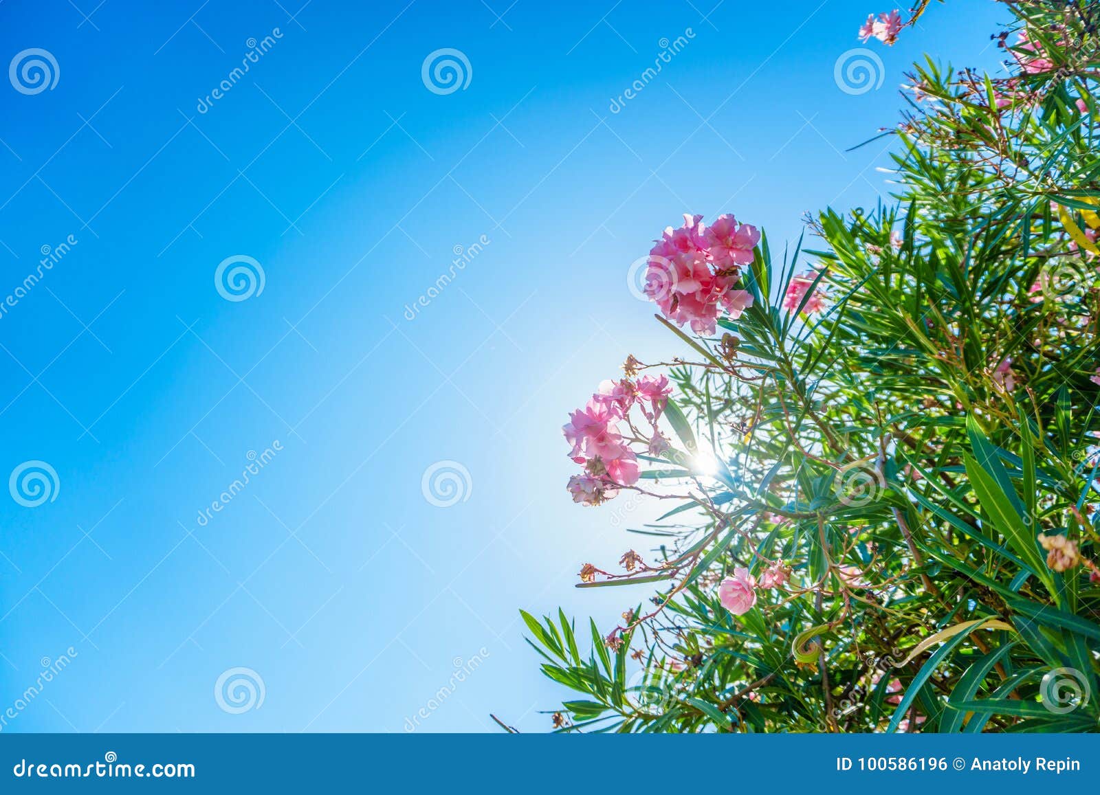 Pink Flowers on Sky Background Stock Photo - Image of bright, nature ...