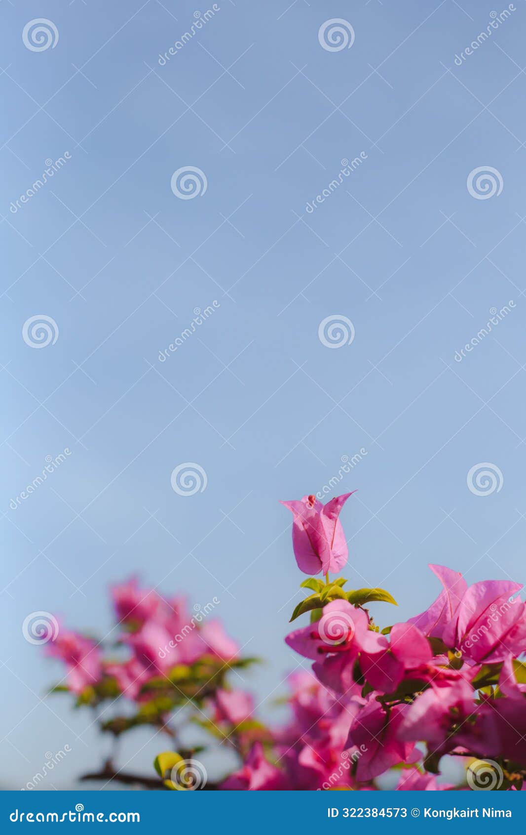 Pink flowers and sky stock image. Image of vertical - 322384573