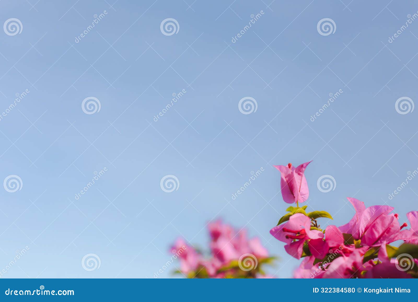 Pink flowers and sky stock photo. Image of cosmos, surreal - 322384580