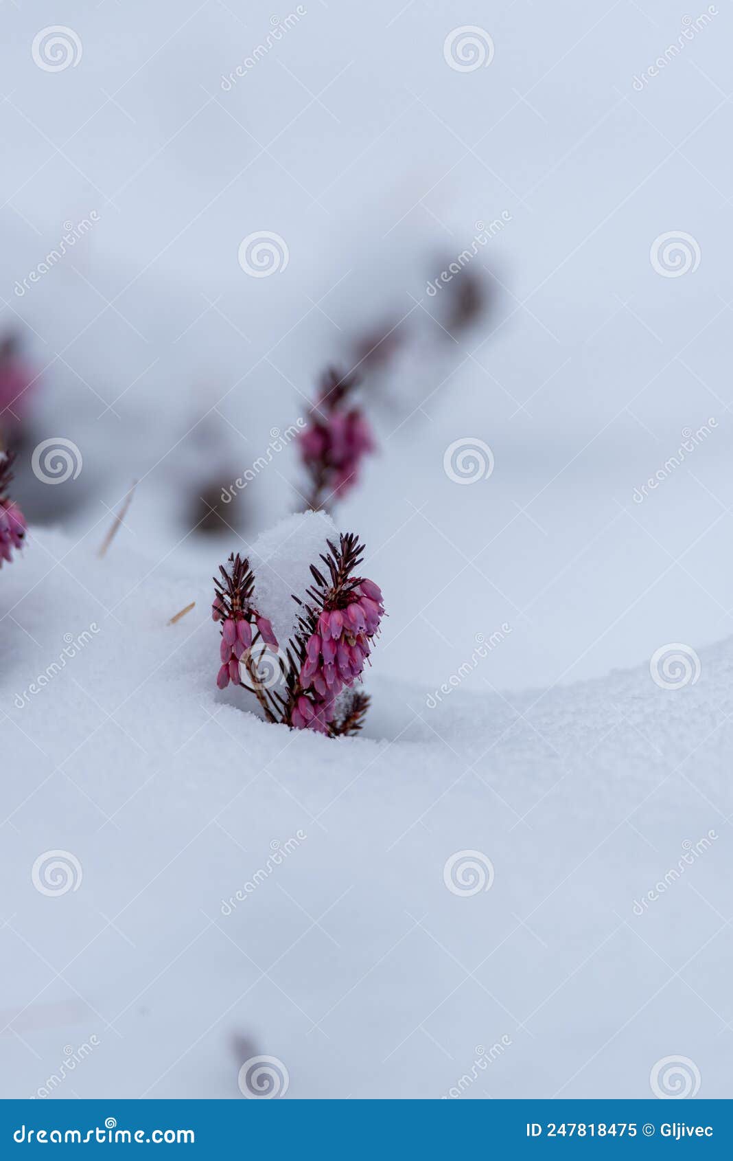 Pink Flowers in the Snow in Winter Stock Image - Image of botany, fresh ...