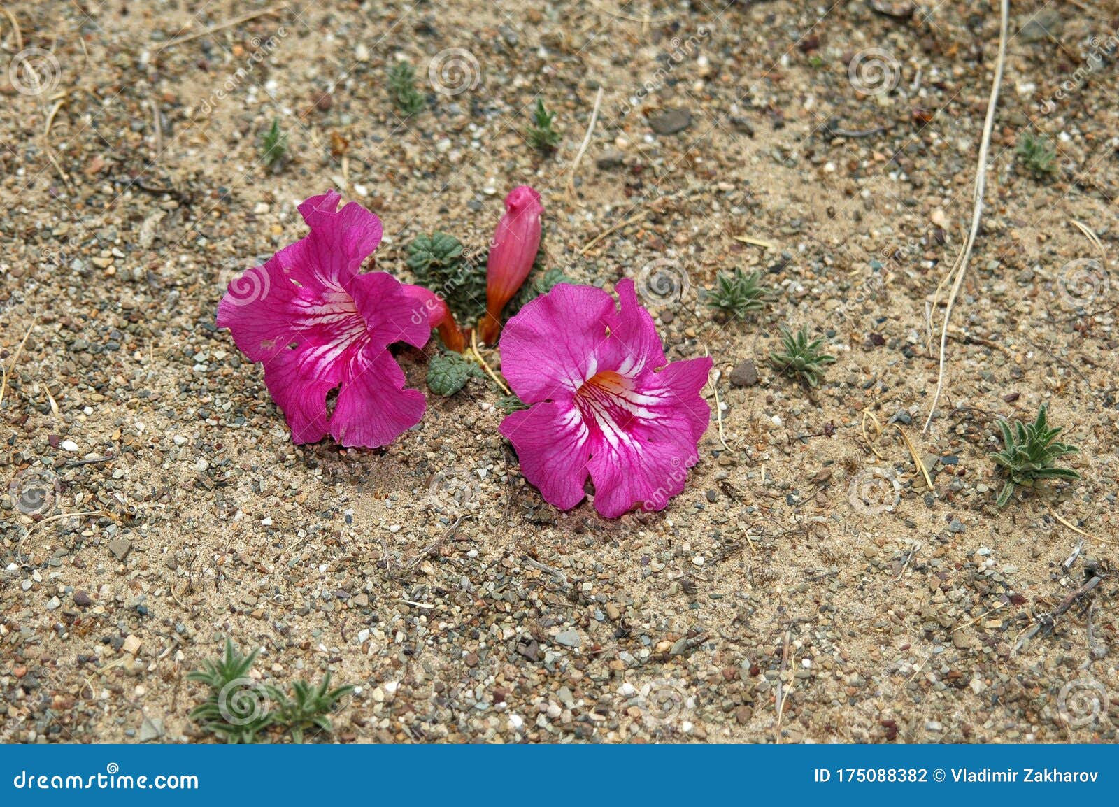 Pink Flowers in the Sparse Vegetation of Tibet Stock Photo - Image of ...
