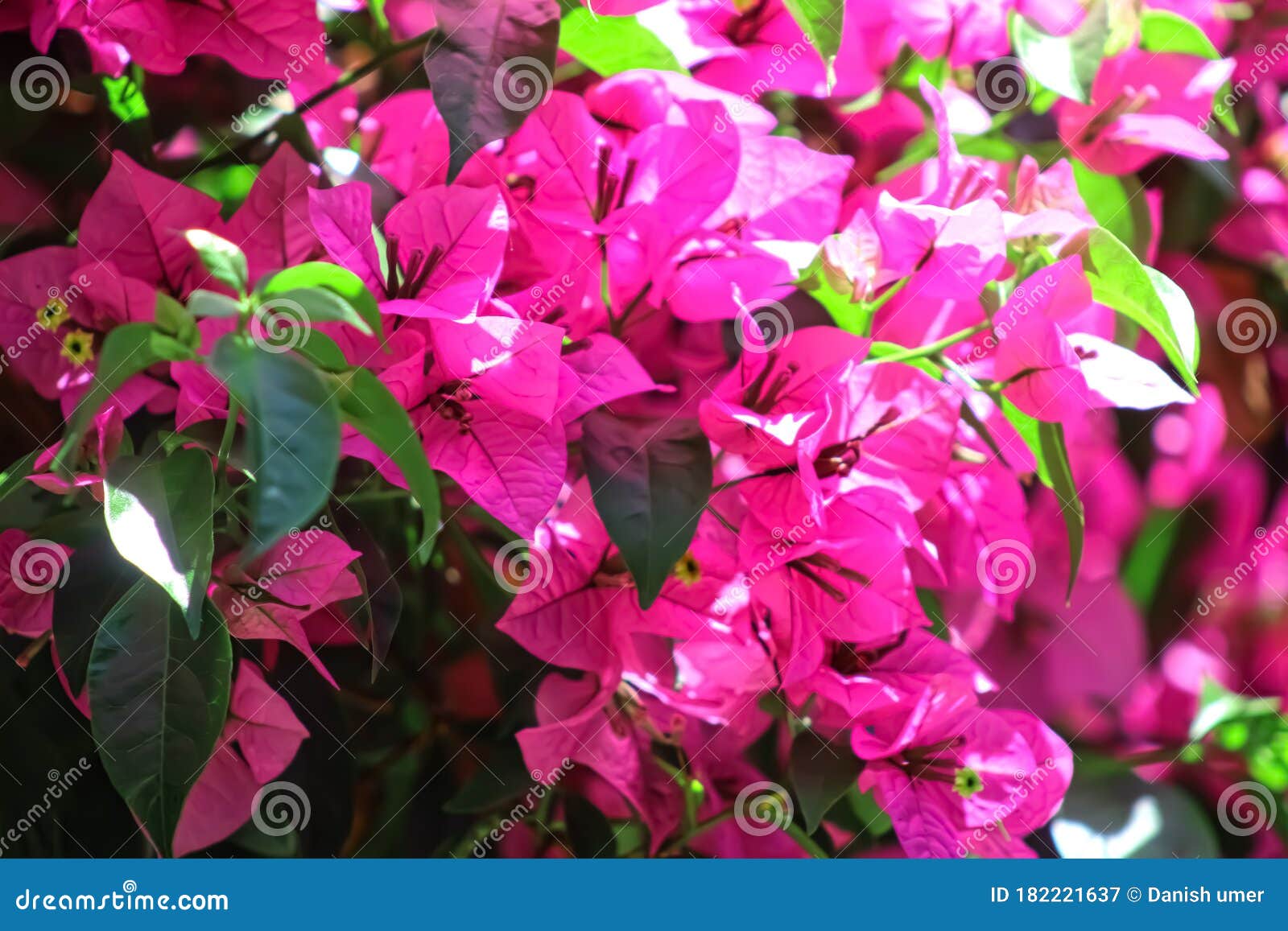 Pink Flowers Spread on Wall Stock Image - Image of lilac, produce ...