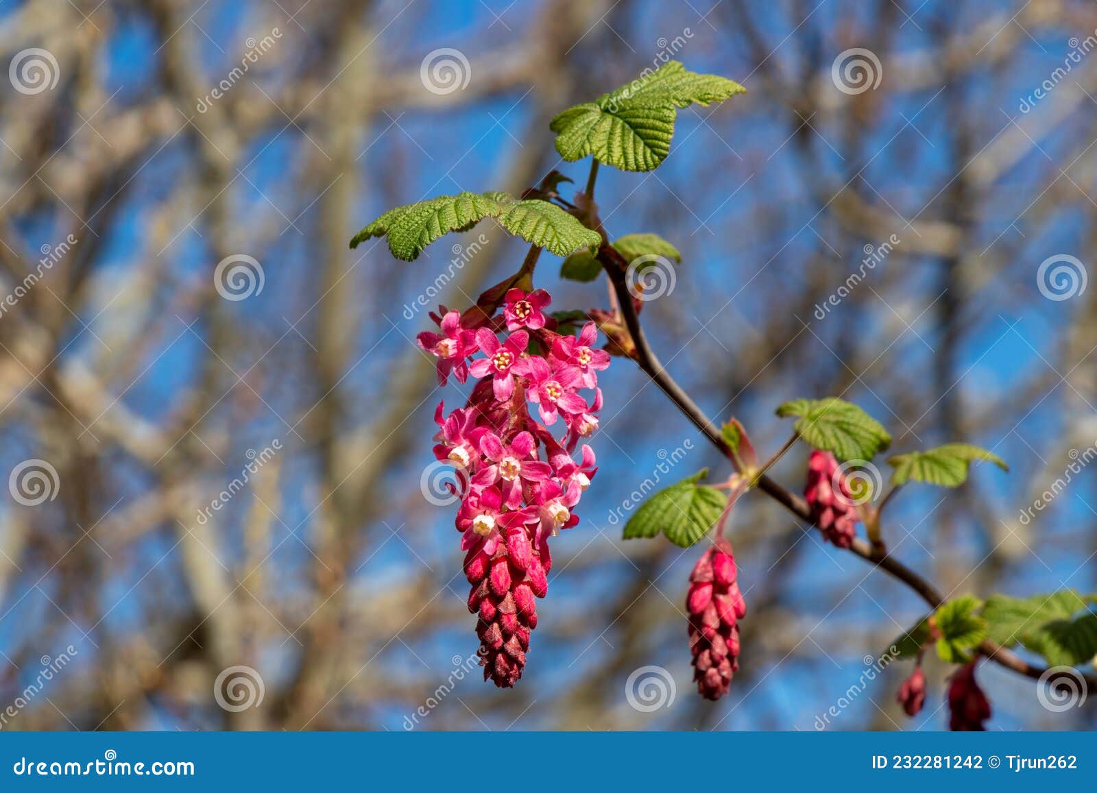 Pretty Pink Flowers in Spring Stock Photo - Image of western, flowers ...