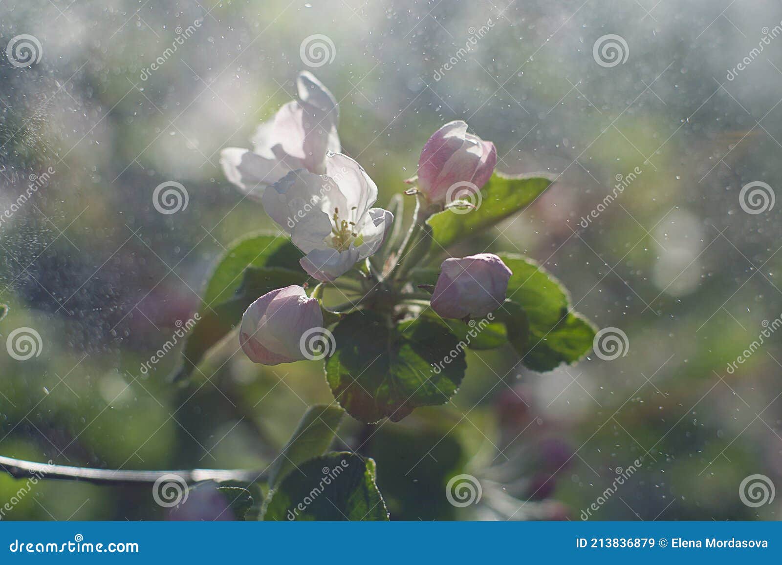 Pink Flowers on a Spring Apple Tree with Drizzle Splashes Stock Image ...