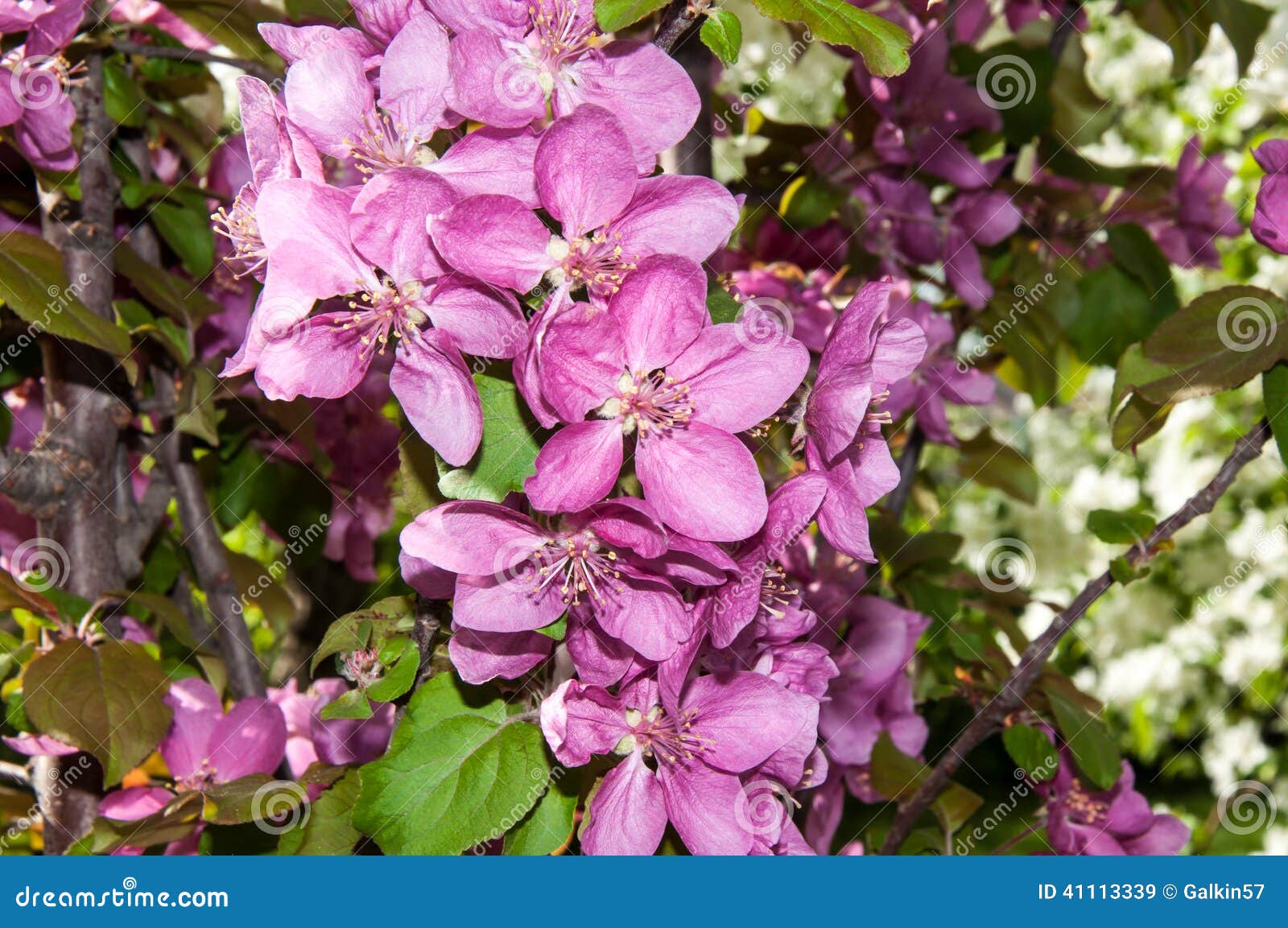 Pink Flowers Spring Crabapple. Stock Image - Image of beautiful, leaf ...