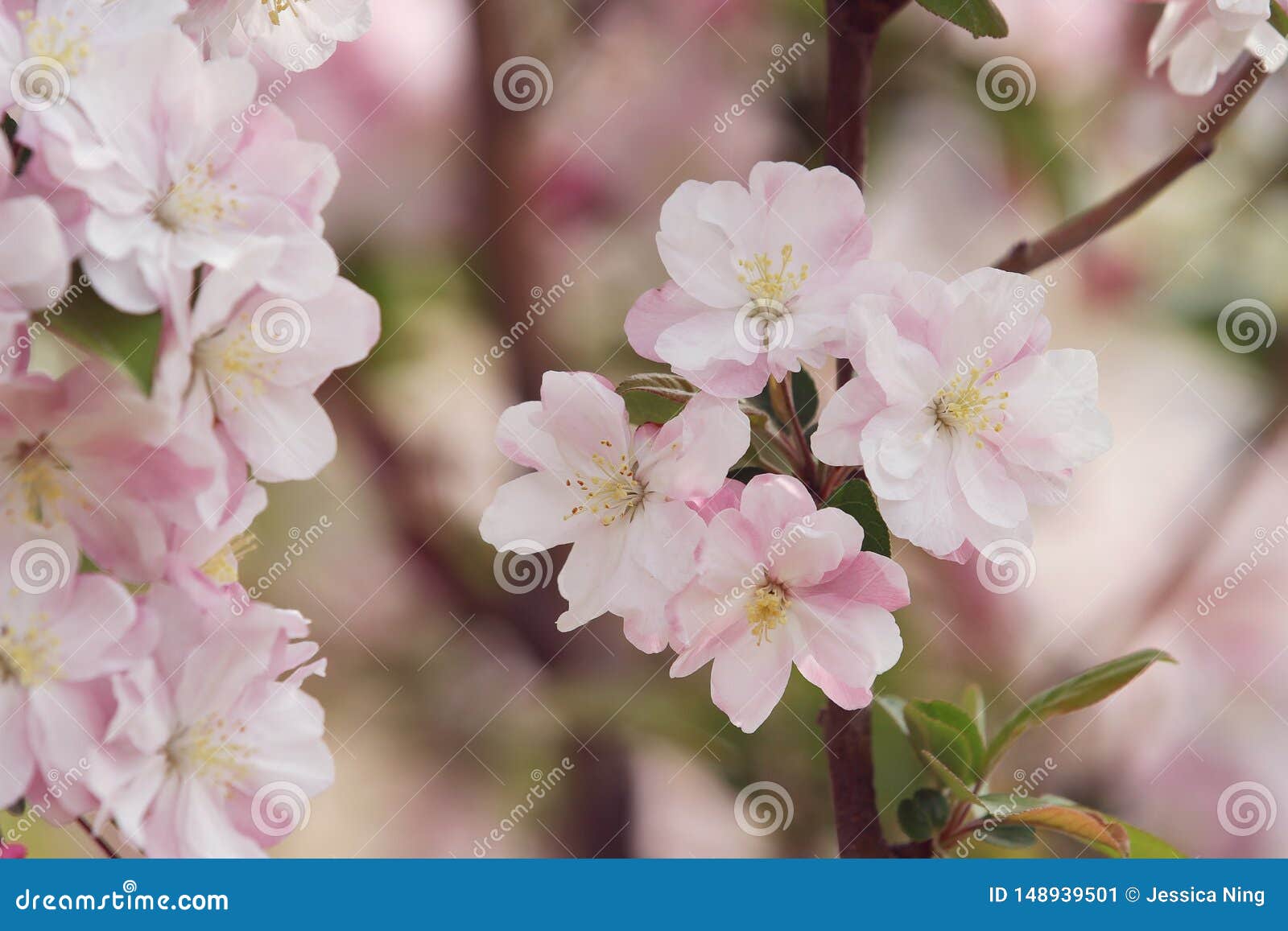Pink flowers in spring stock image. Image of flower - 148939501