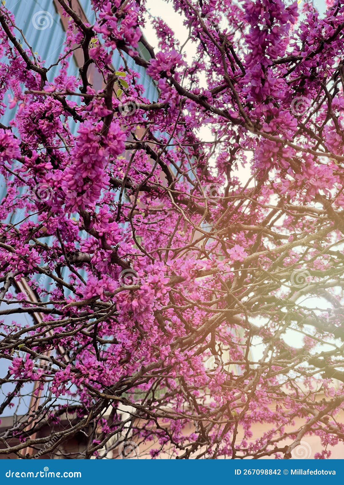 Pink Flowers in Spring, Sunny Floral Springtime Background Stock Photo ...