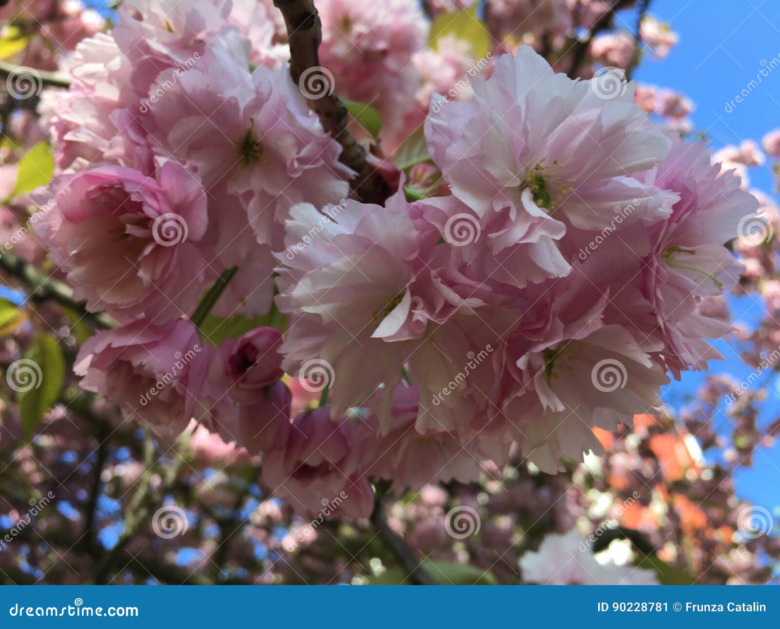 Pink flowers stock image. Image of coming, spring, flowers - 90228781