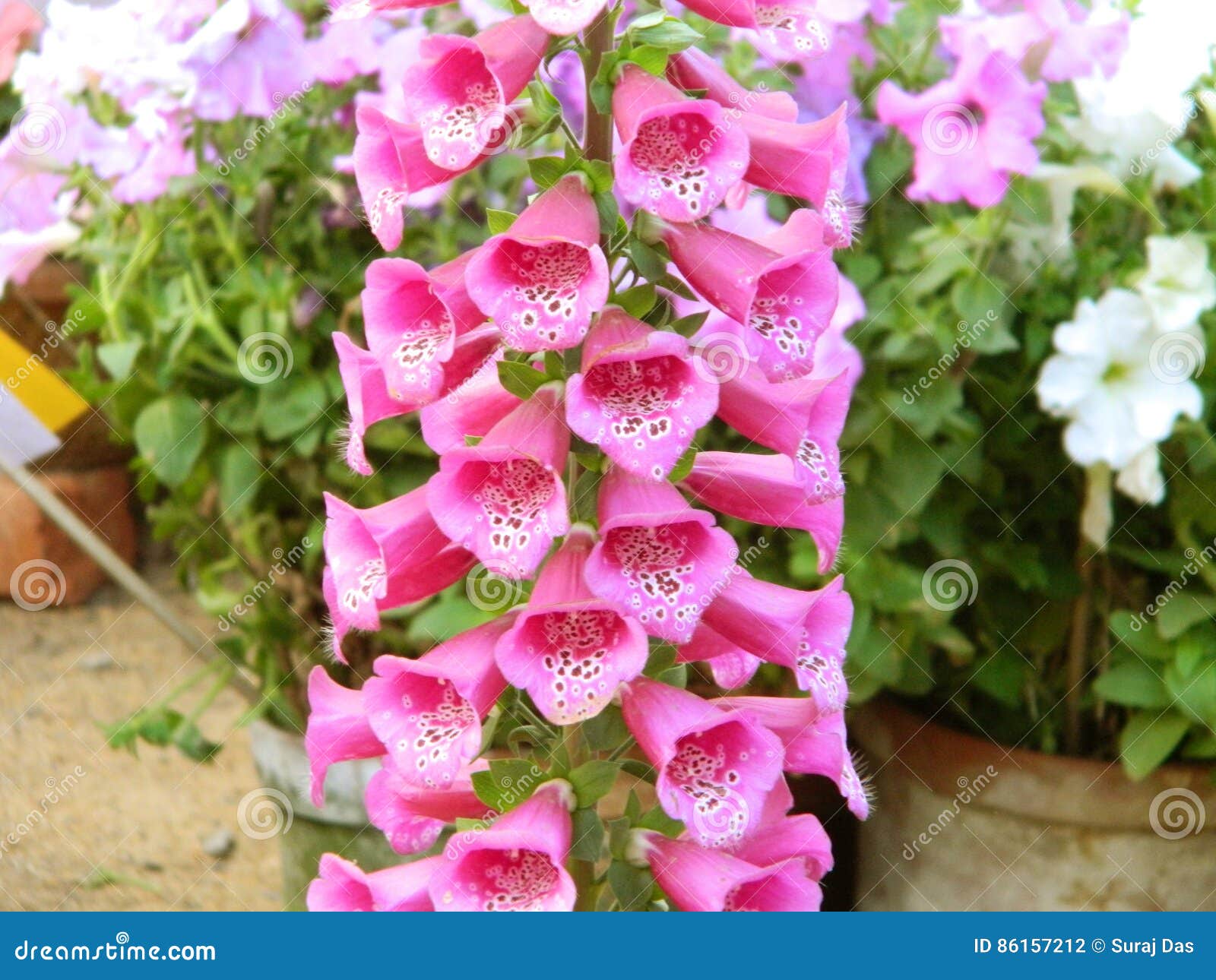 Pink flowers stick stock photo. Image of stick, pink - 86157212