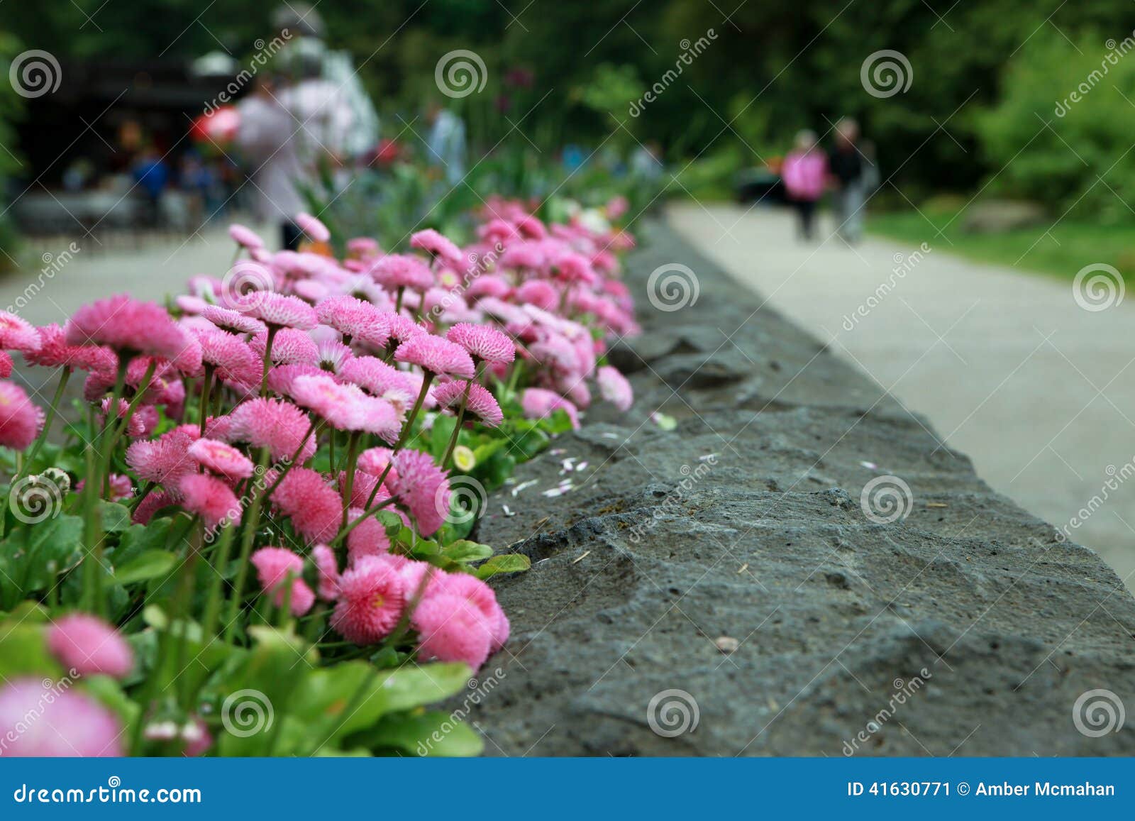Pink Flowers in a Stone Flower Bed Stock Image - Image of summer ...