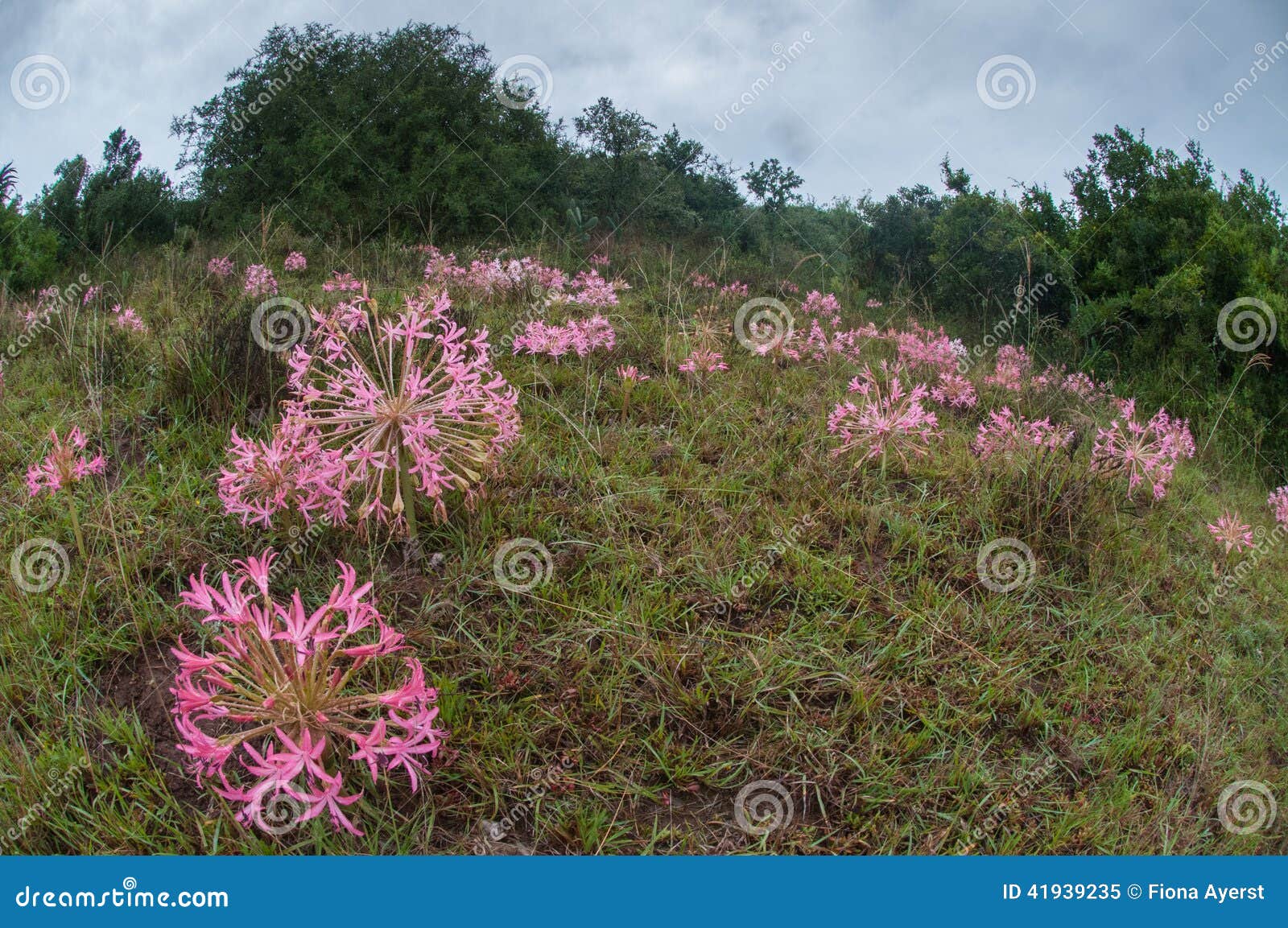 Pink Flowers with Surrounding Grass Stock Image - Image of library ...