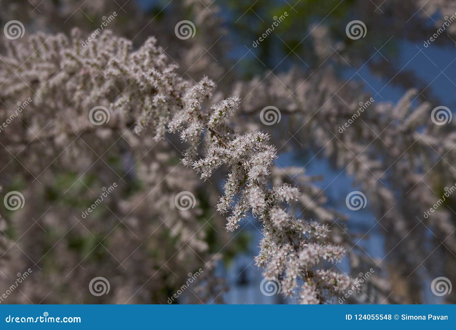 Pink Flowers of Tamarix Gallica Tree Stock Photo - Image of green ...