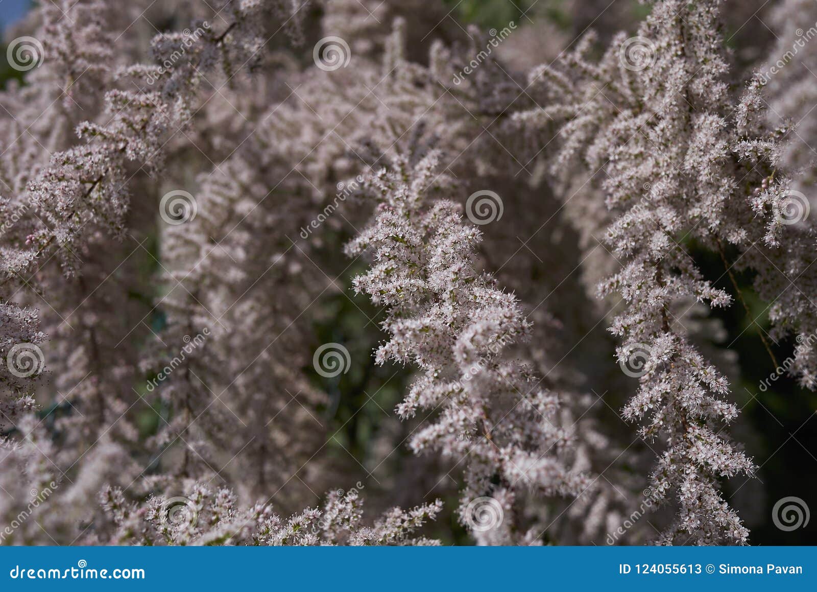 Pink Flowers of Tamarix Gallica Tree Stock Image - Image of flowers ...
