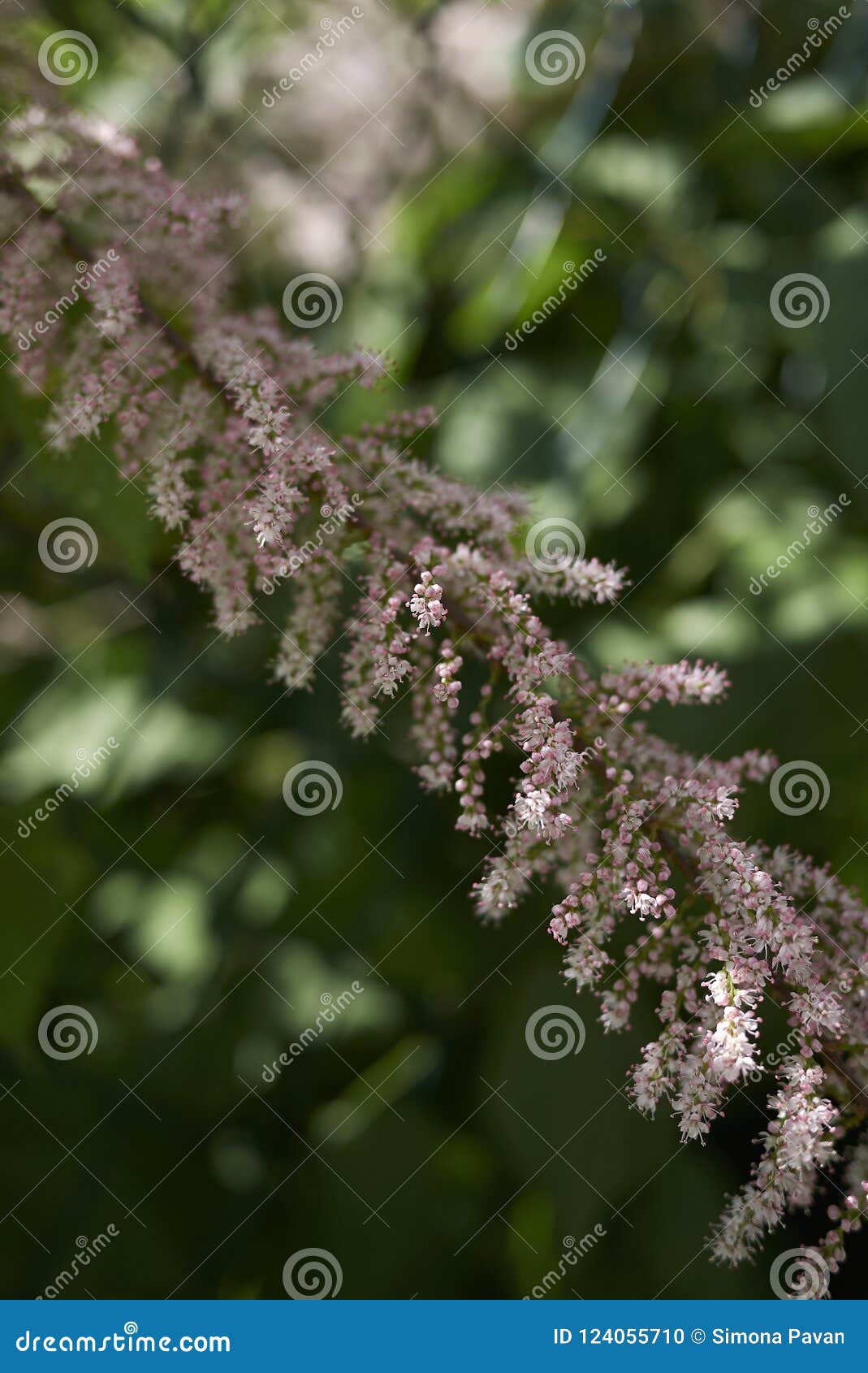 Pink Flowers of Tamarix Gallica Tree Stock Photo - Image of spring ...