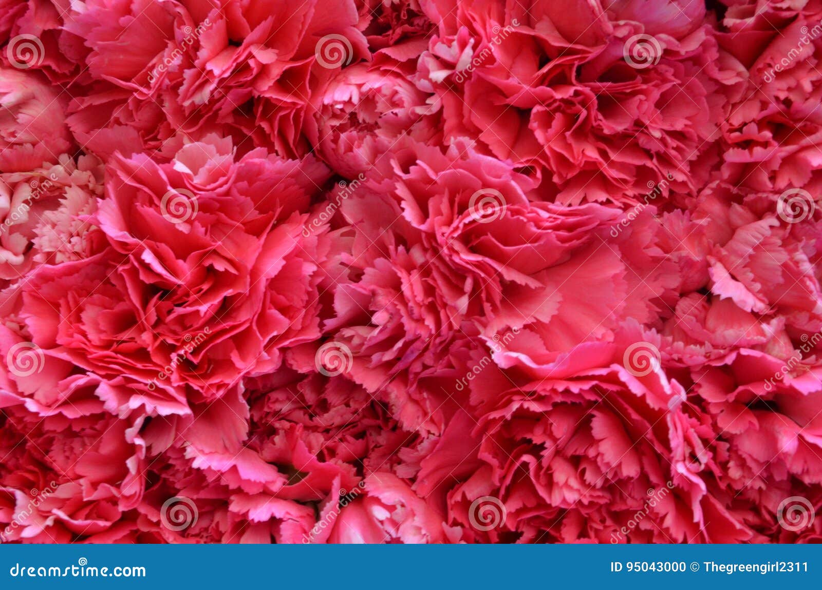 Pink Flowers Texture stock photo. Image of naturaleza - 95043000