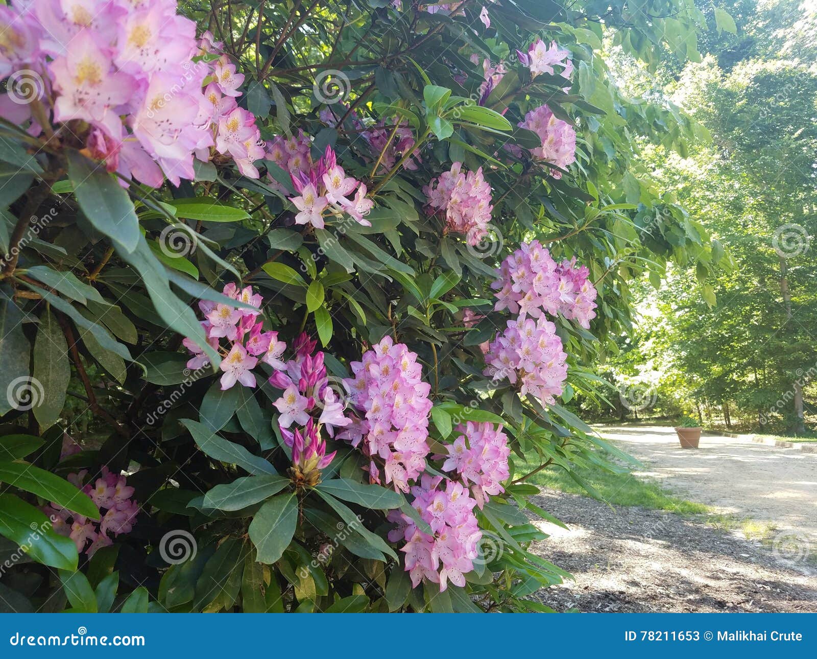 Pink Flowers stock image. Image of pink, flowers, nature - 78211653