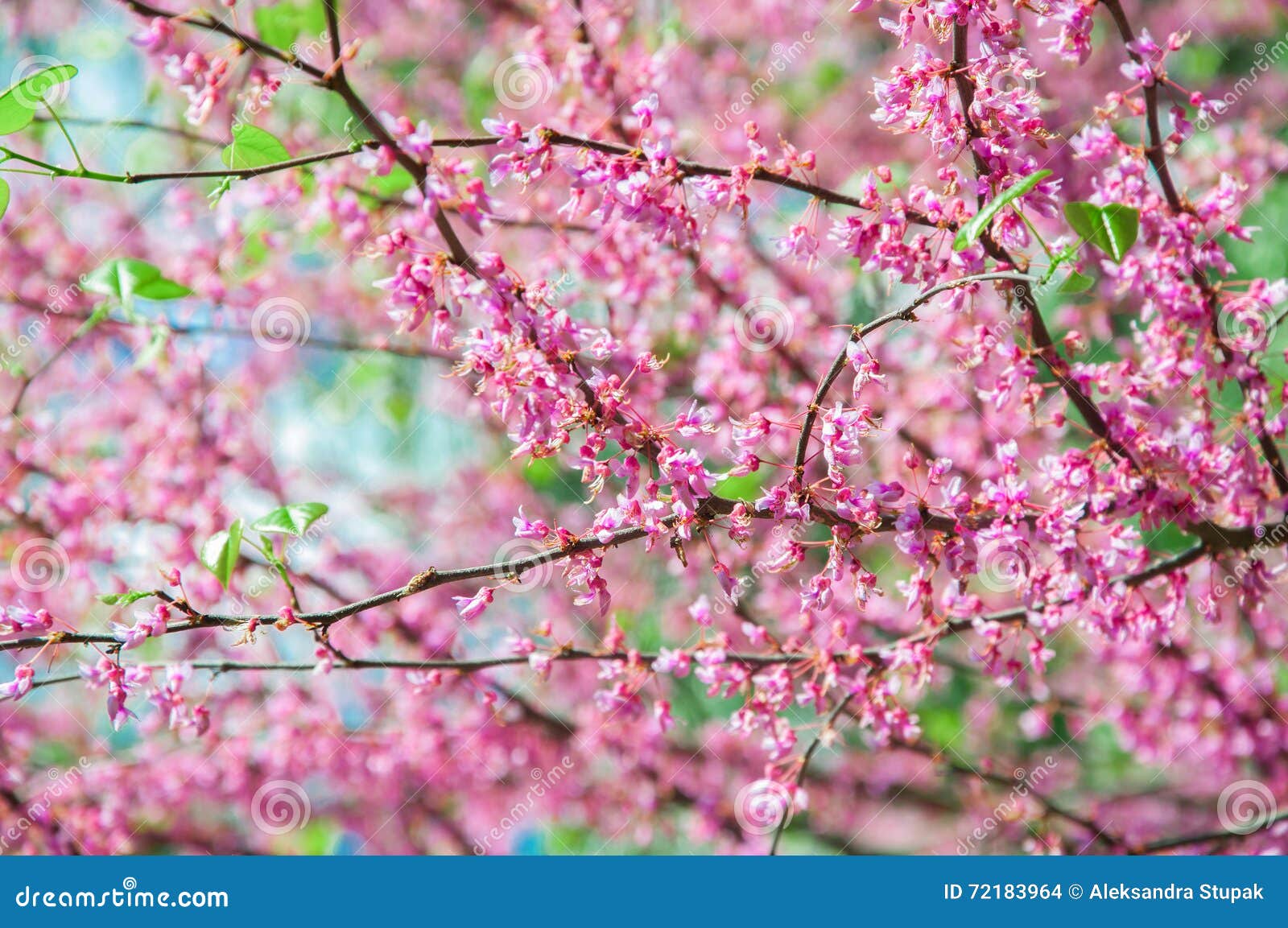 With pink flowers tree stock photo. Image of leaf, green - 72183964