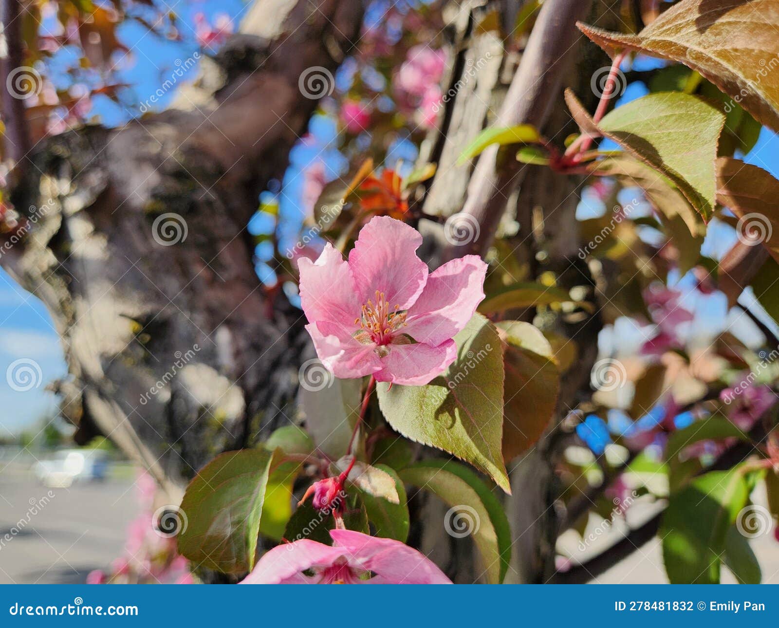 Pink Flowers on a Tree Branch Stock Photo - Image of flowers, leaf ...