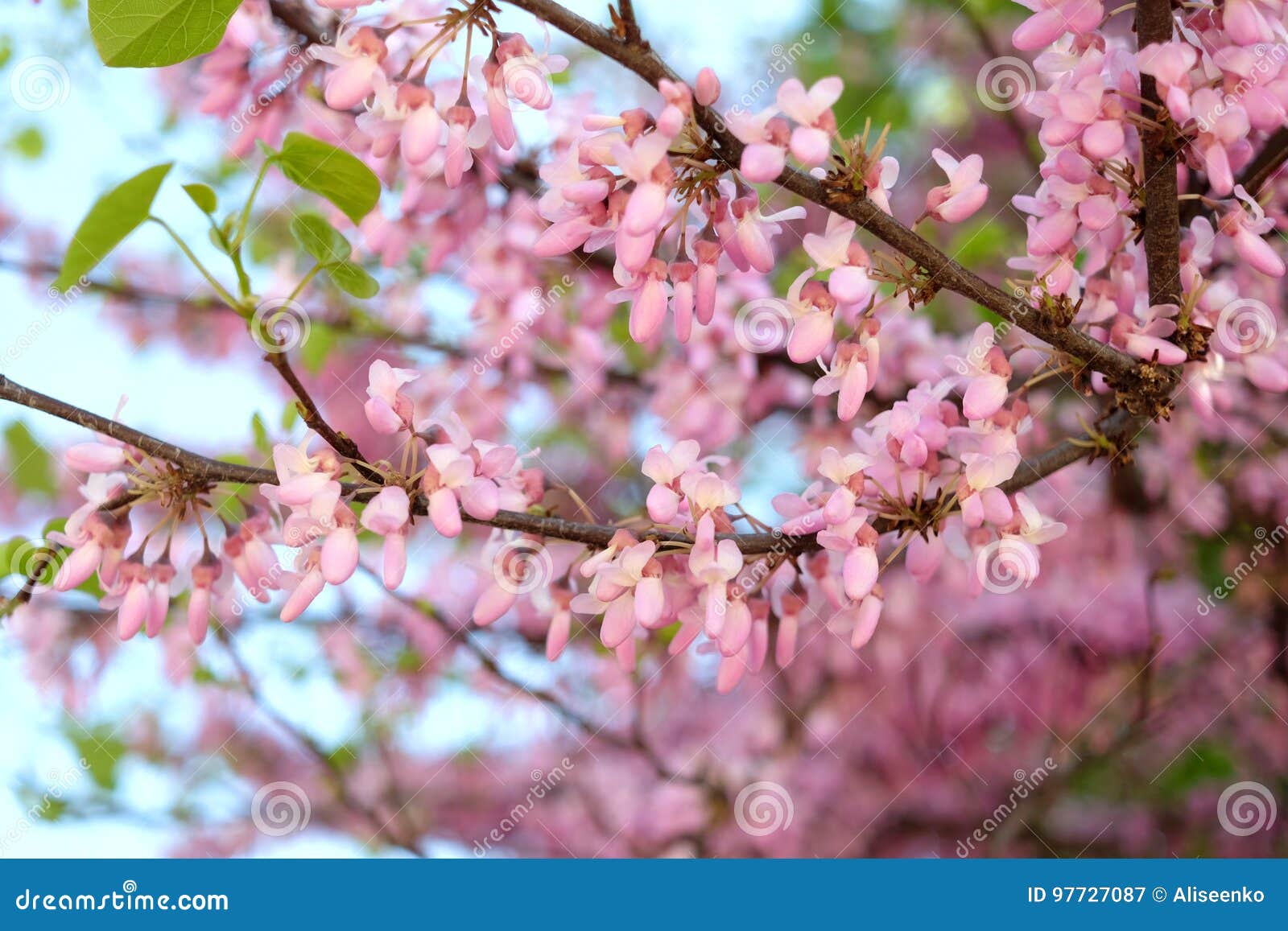Pink Flowers on Tree Branch Stock Image - Image of europe, france: 97727087