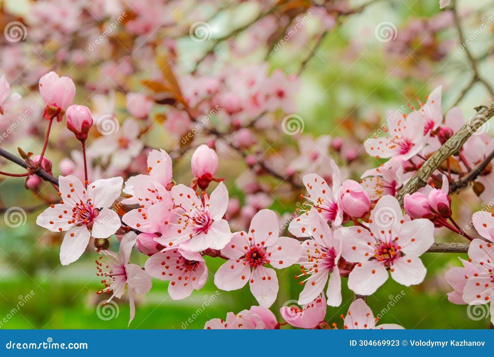 Pink Flowers on a Tree Branch Close-up, Spring Bloom Stock Image ...