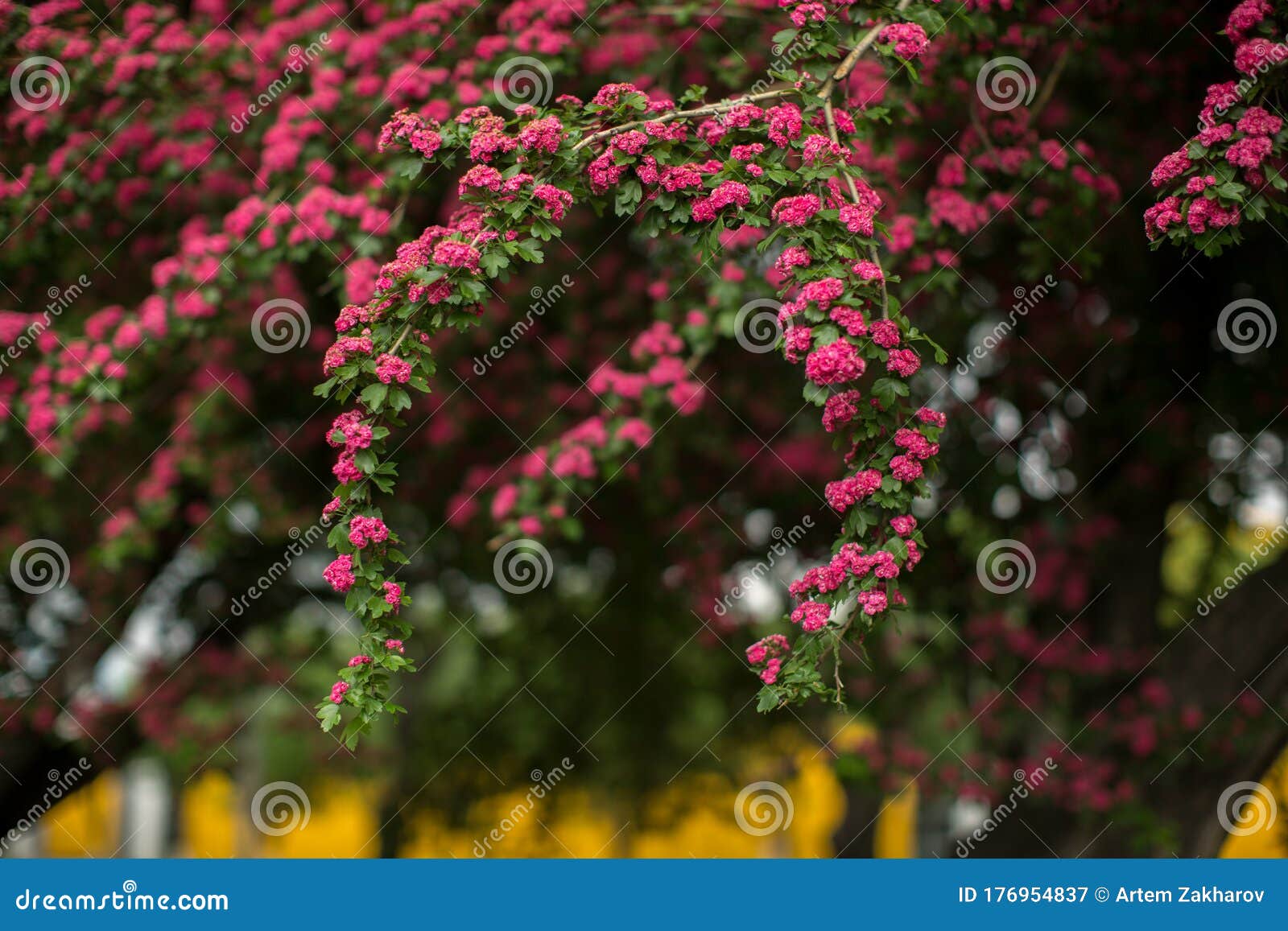 Pink Flowers on a Tree Branch in the Garden. Stock Image - Image of ...