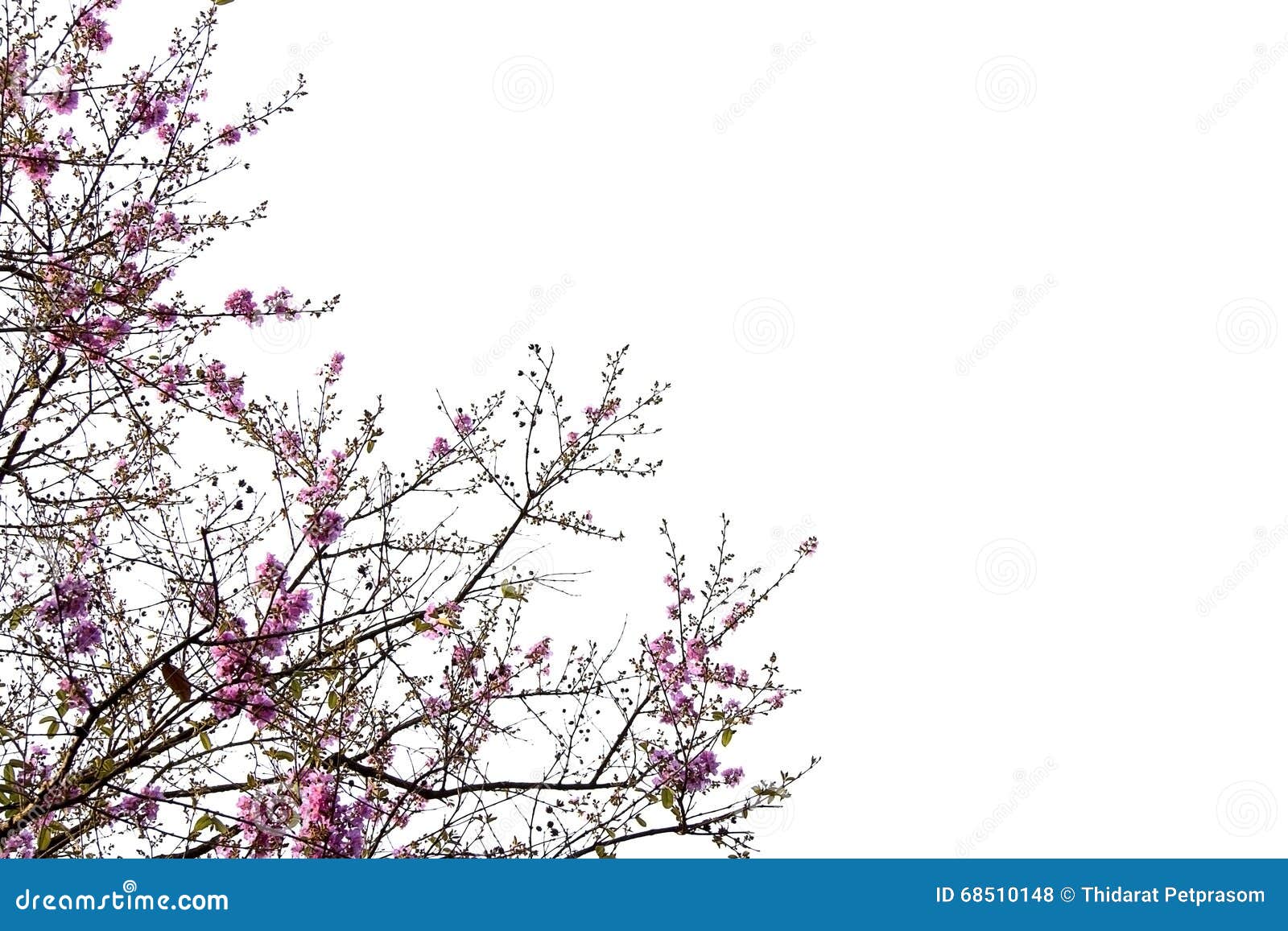 Pink Flowers and Tree Branches on White Background with Copy Space ...