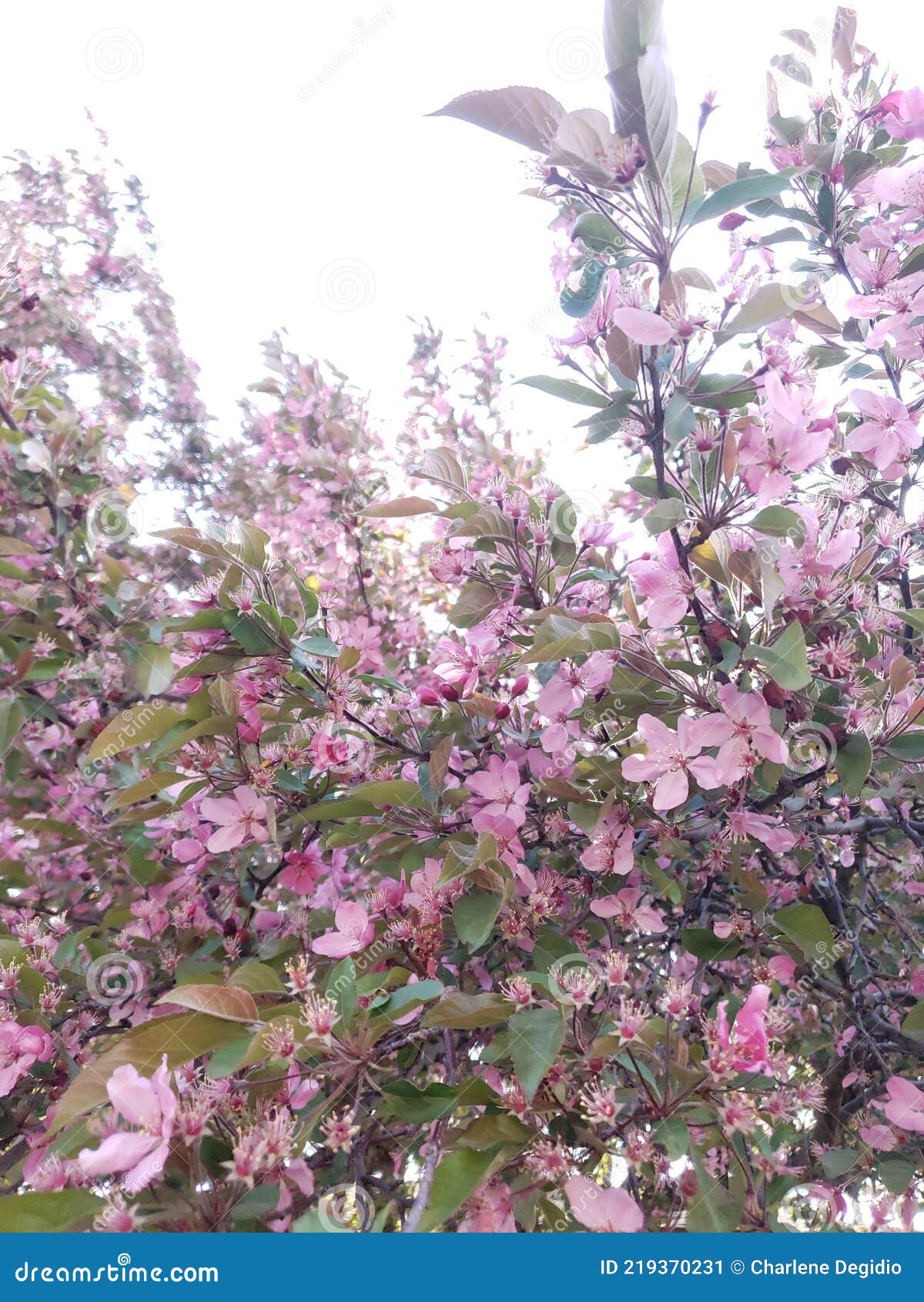Pink flowers in a tree stock image. Image of evergreen - 219370231