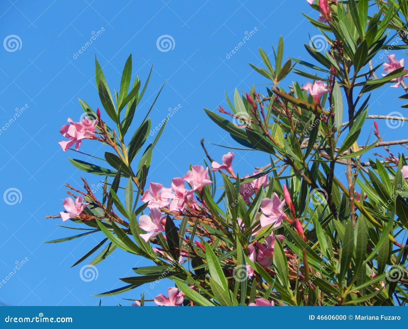 Pink Flowers tree top stock photo. Image of blue, tree - 46606000