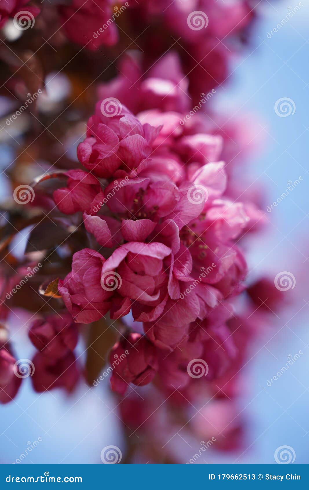Pink Flowers on Trees in the Spring Time Stock Image - Image of blue ...