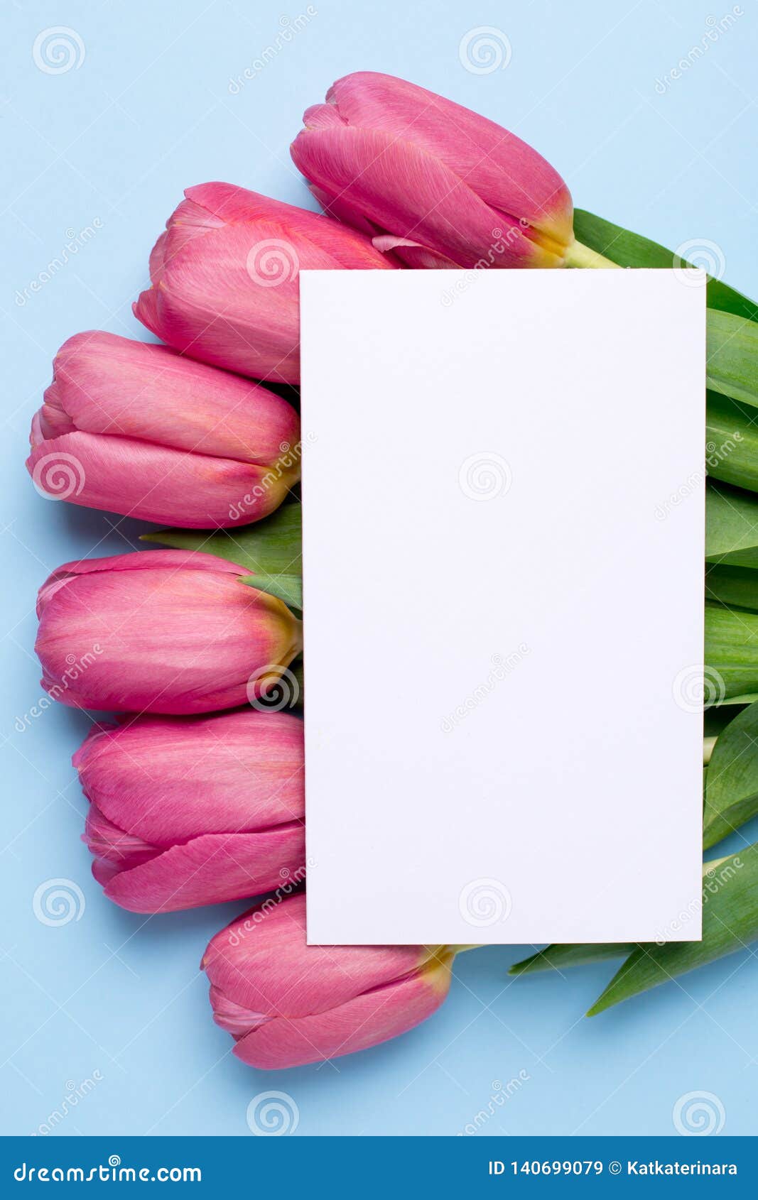 Pink Flowers Tulips and Present Card on a Blue Background Stock Image ...