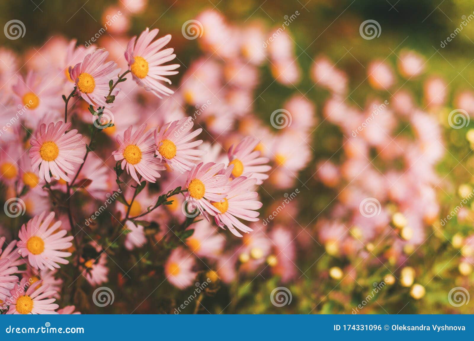 Pink Flowers Valley Sunny Day Stock Photo - Image of pink, full: 174331096