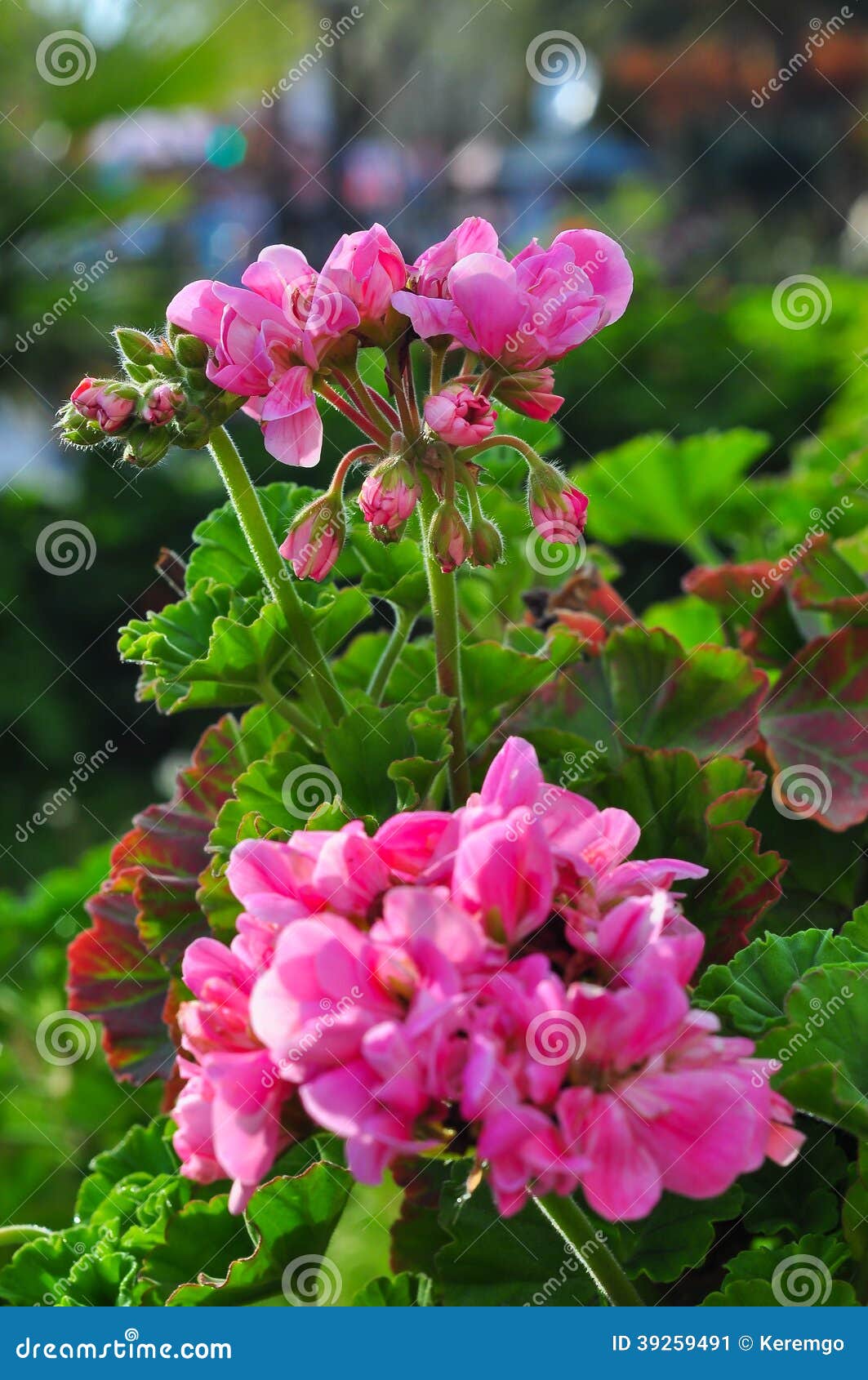 Pink Flowers Vertical stock image. Image of nature, drops - 39259491