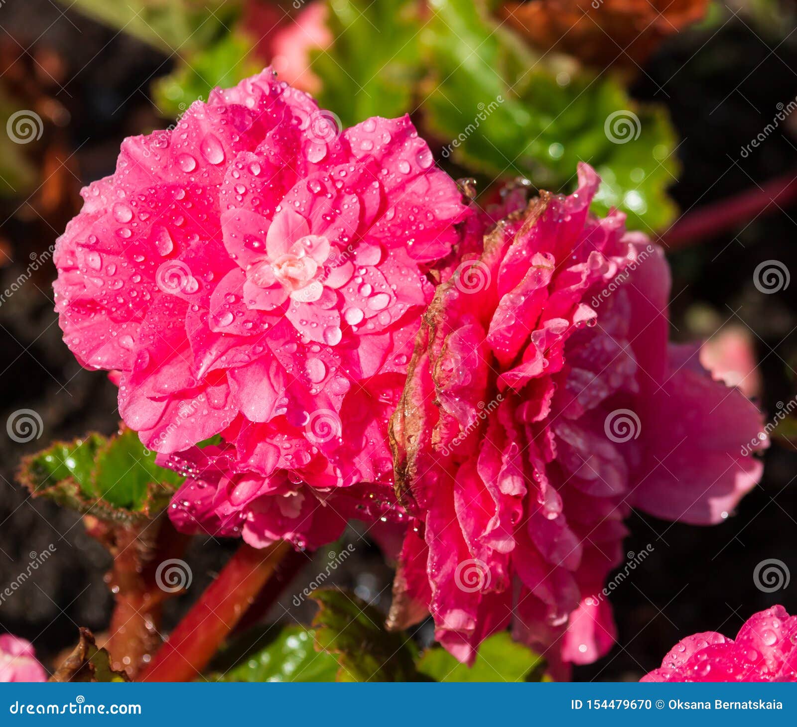 Pink Flowers with Water Drops Stock Photo - Image of garden, drops ...