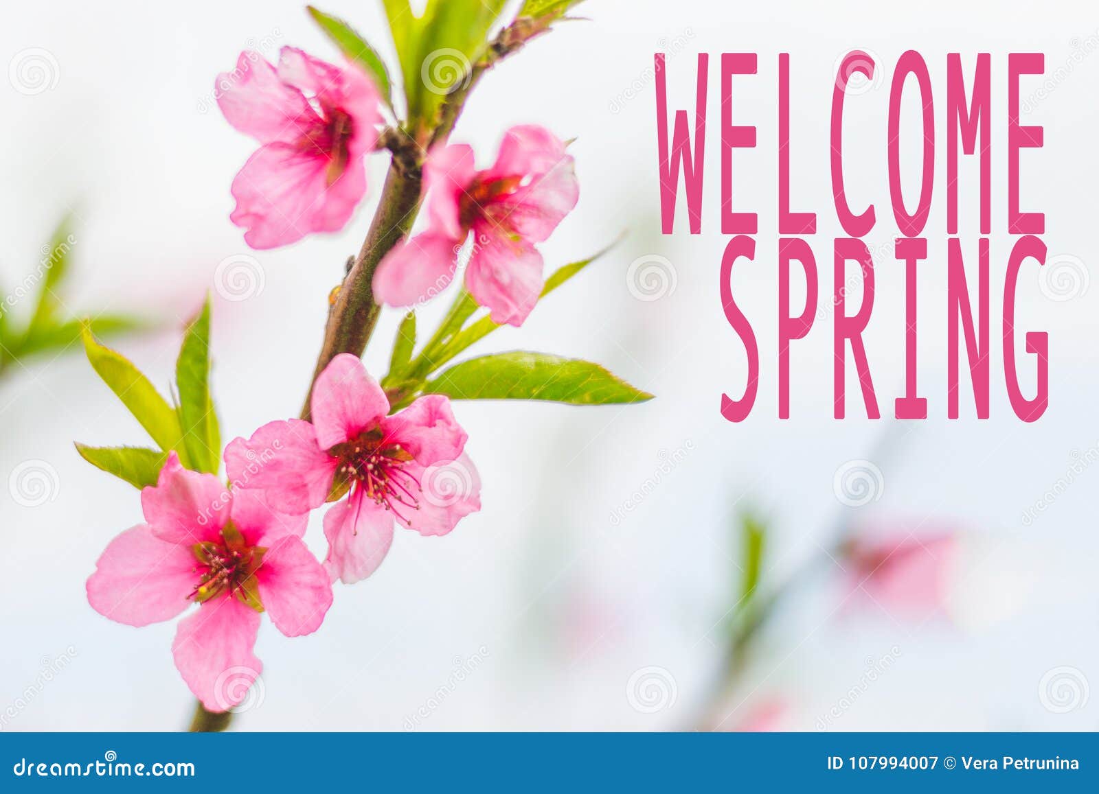 Pink Flowers with Welcome Spring Text Stock Image - Image of design ...