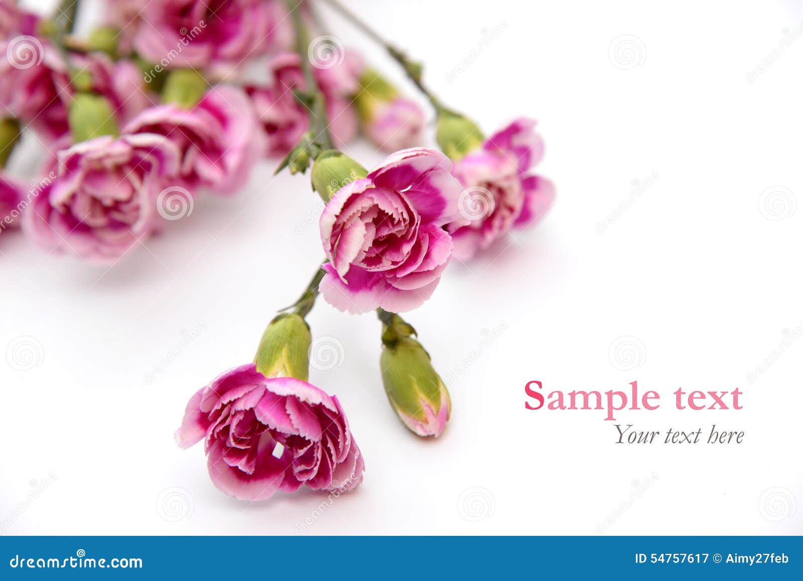 Pink Flowers on White Background with Sample Text (minimal Style) Stock ...