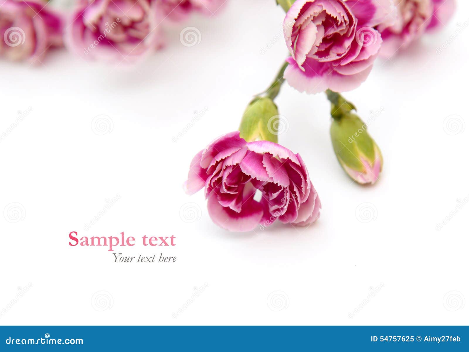 Pink Flowers on White Background with Sample Text (minimal Style) Stock ...