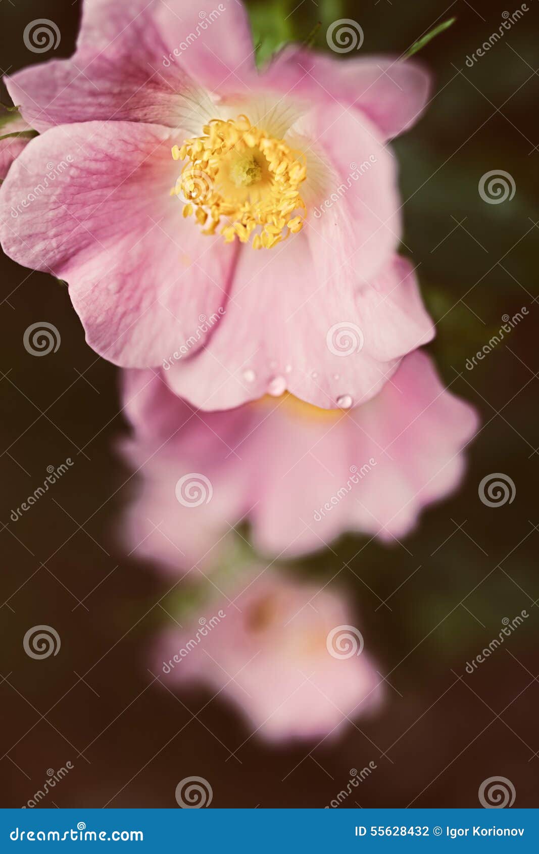 Pink Flowers of a Wild Rose Stock Photo - Image of rose, season: 55628432
