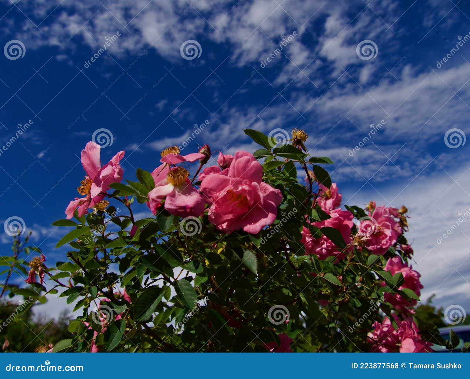 A Pink Flowers of a Wild Rose in Spring Stock Photo - Image of stagger ...