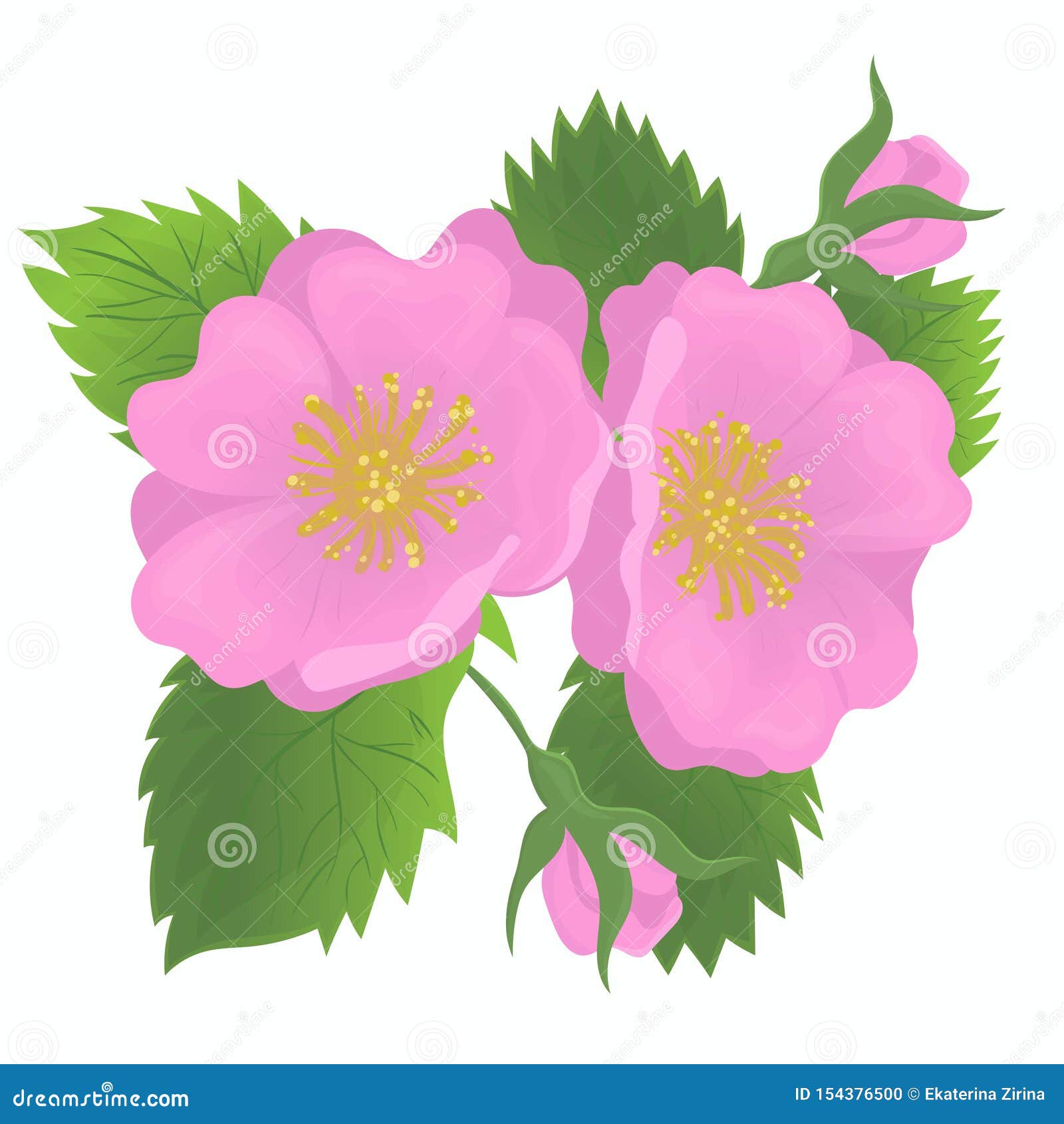Pink Flowers of Wild Rose. Vector Graphics Isolated on White Background ...