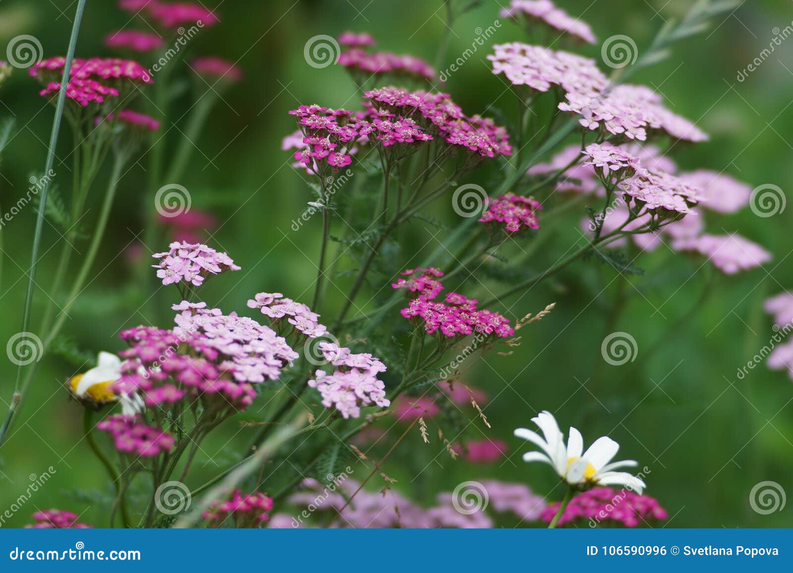 Pink Flowers Yarrow Ordinary on a Green Background. Stock Photo - Image ...