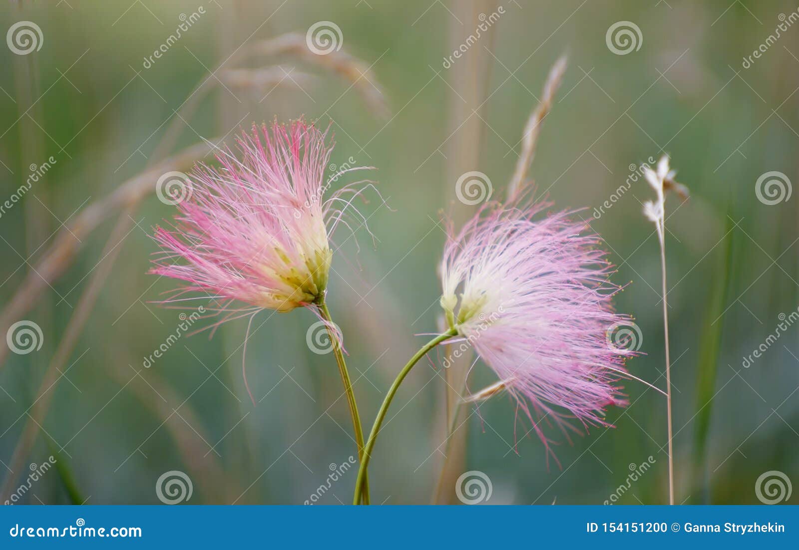 Pink Fluffy Flowers Albition Stock Photo - Image of branch, eternal ...